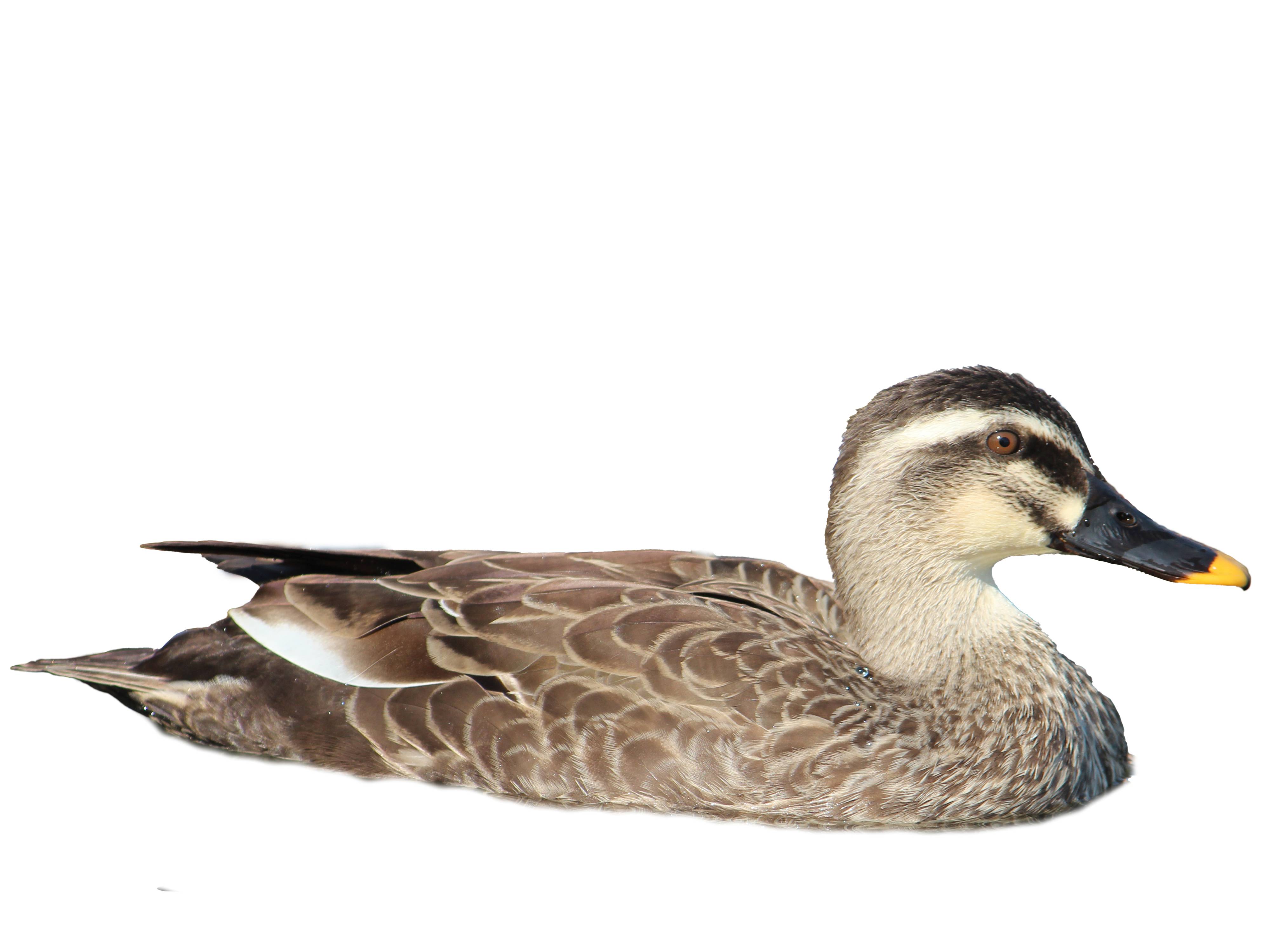 Eastern Spot-billed Duck (Anas zonorhyncha) identification - Birda