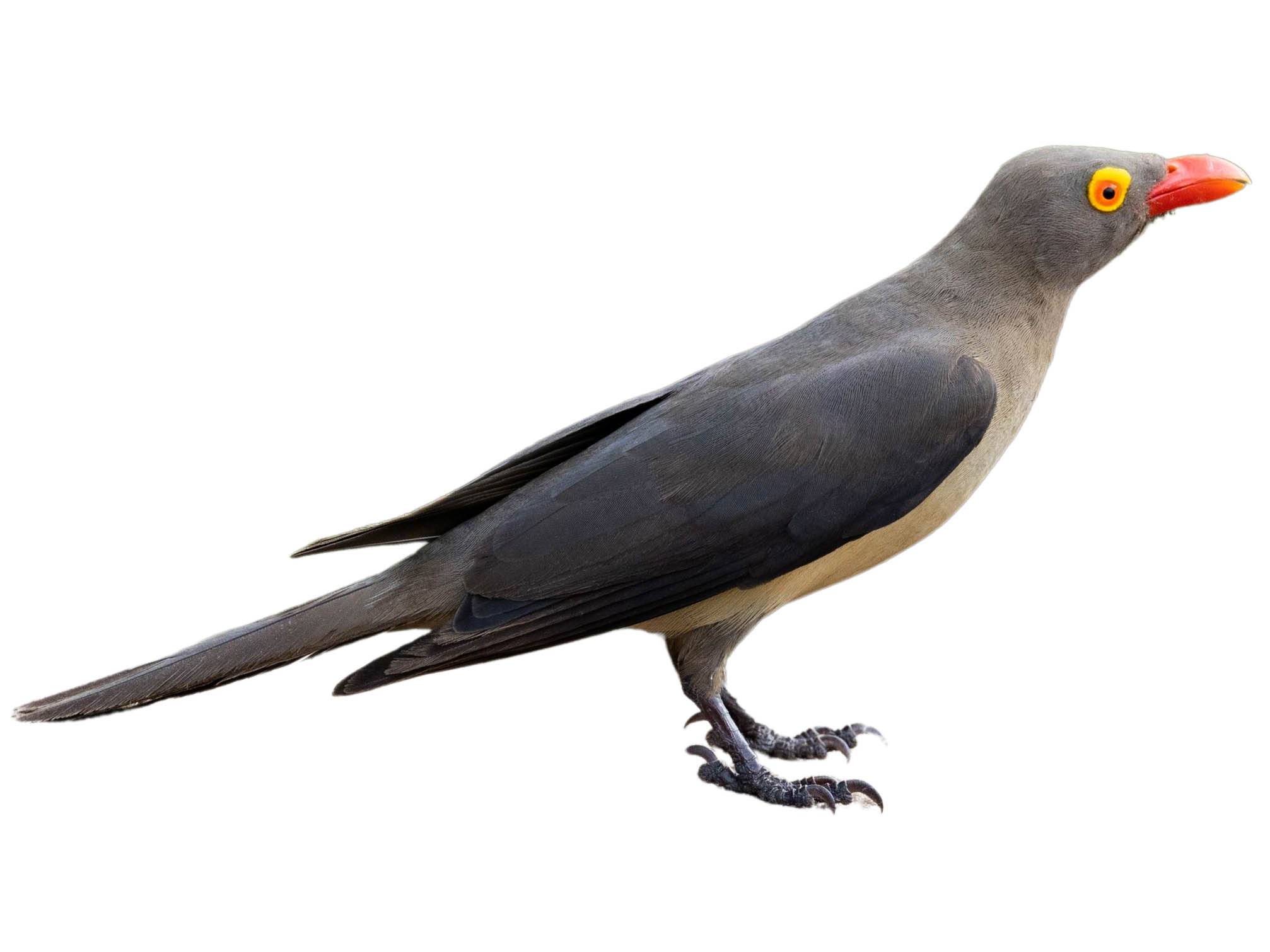 Red-billed Oxpecker (Buphagus erythrorynchus) identification - Birda