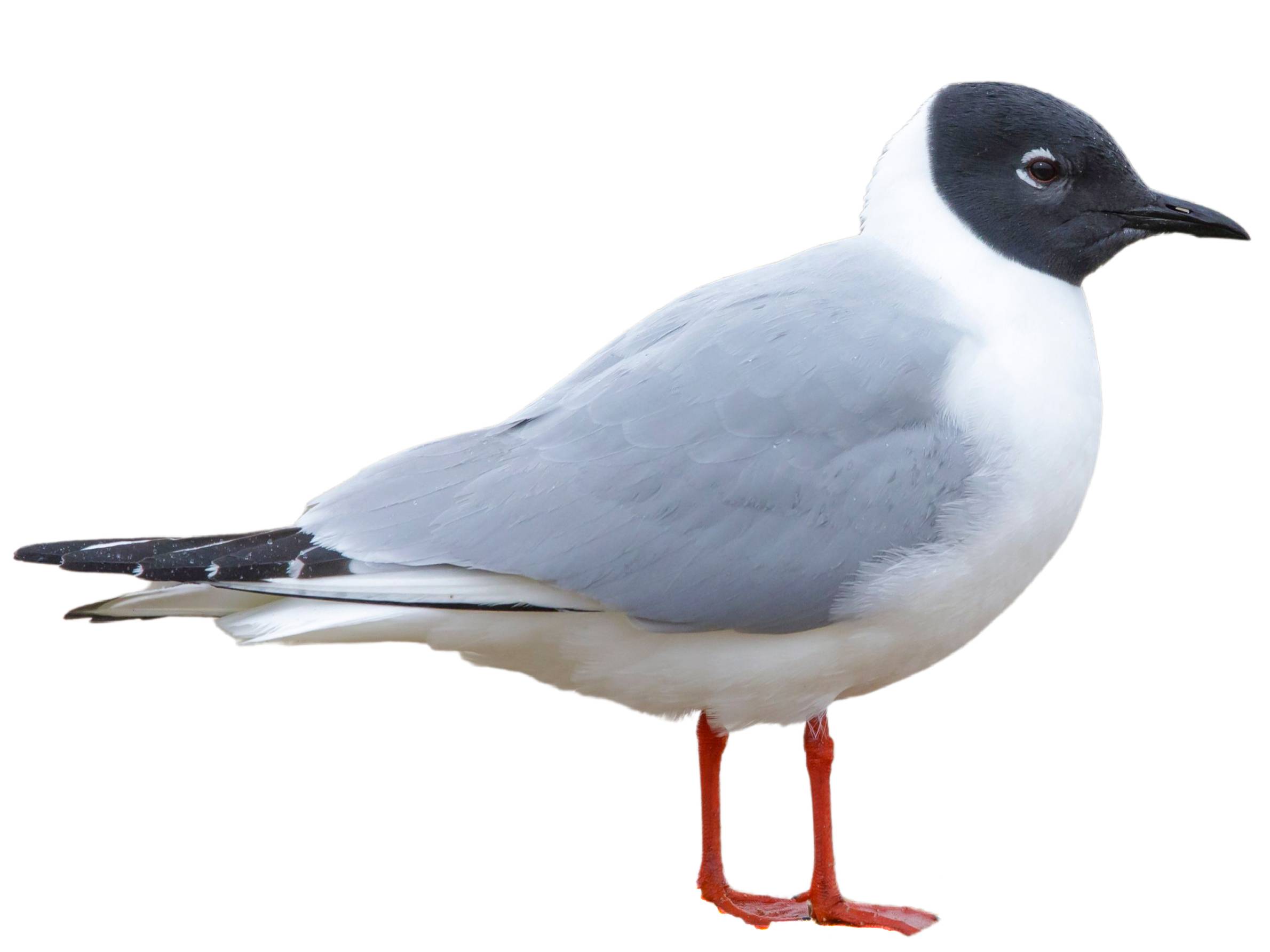Bonaparte's Gull (Chroicocephalus philadelphia) identification - Birda