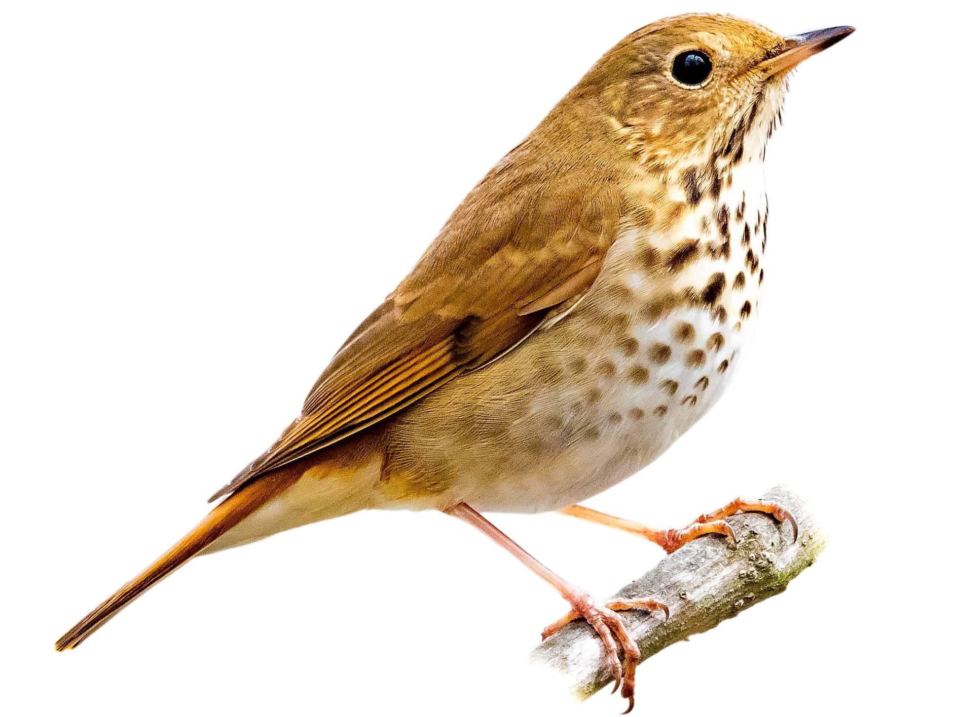 Hermit Thrush (Catharus guttatus) identification - Birda