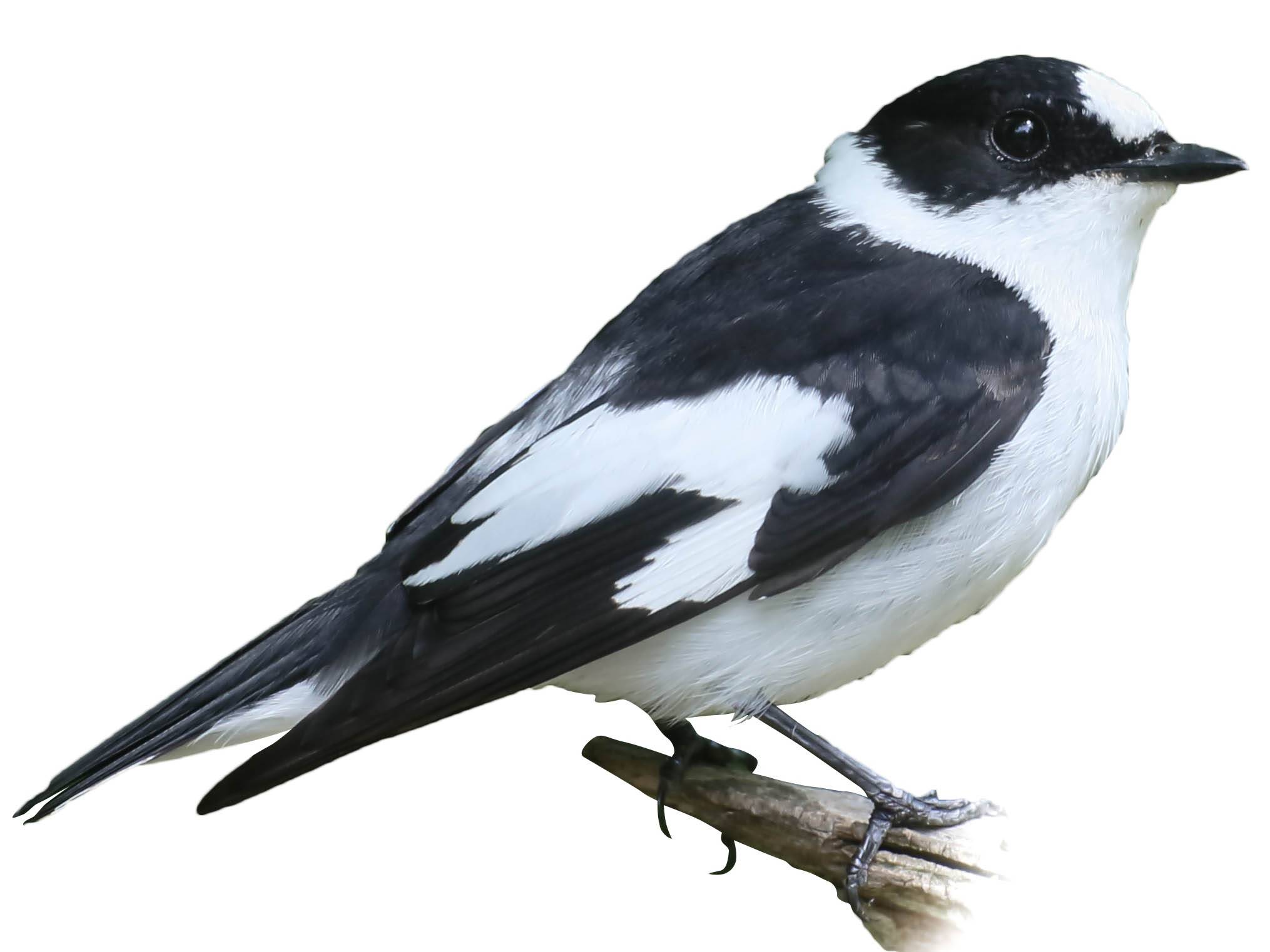 Collared Flycatcher (Ficedula albicollis) identification - Birda