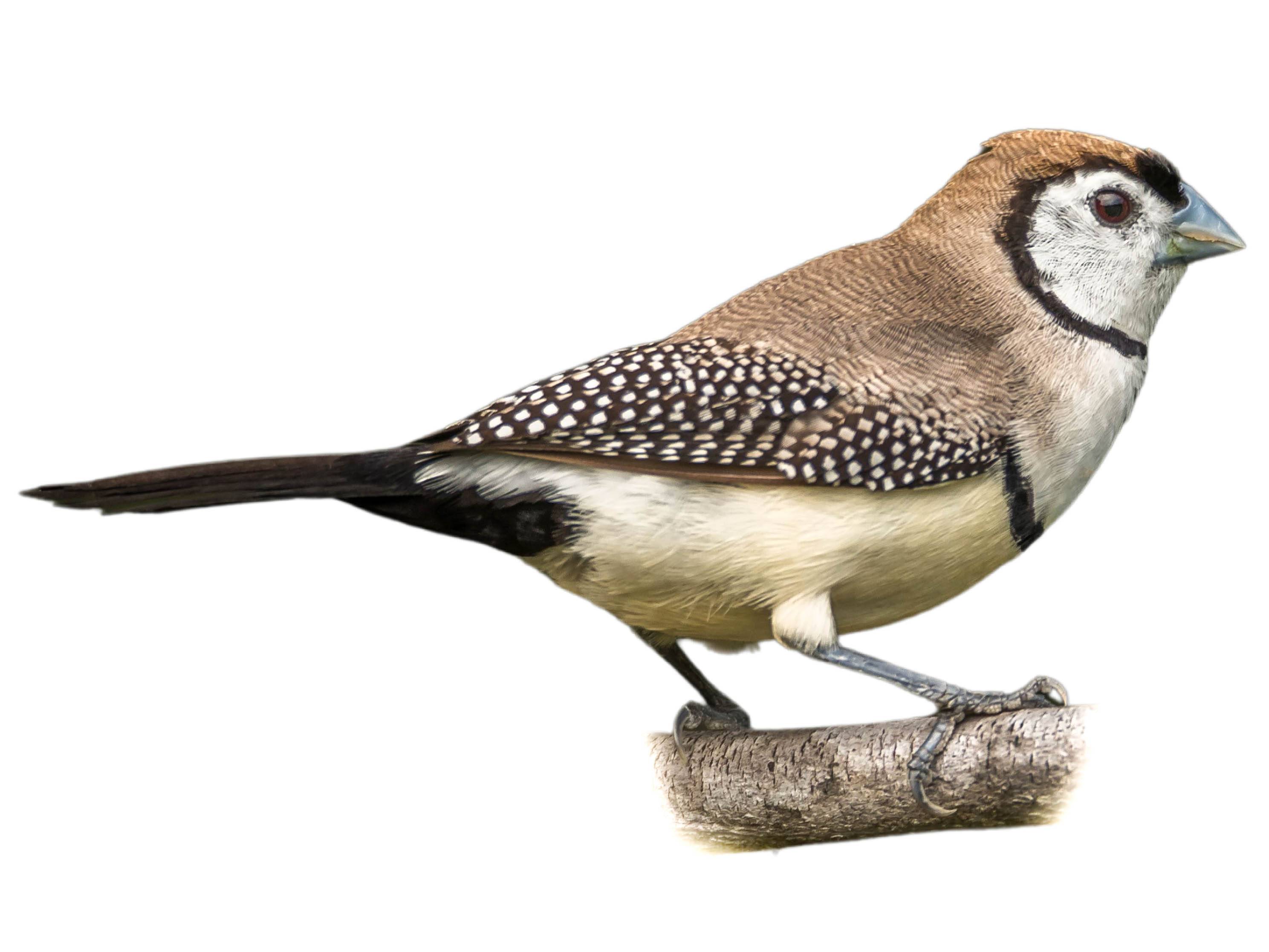 Double-barred Finch (Stizoptera bichenovii) identification - Birda