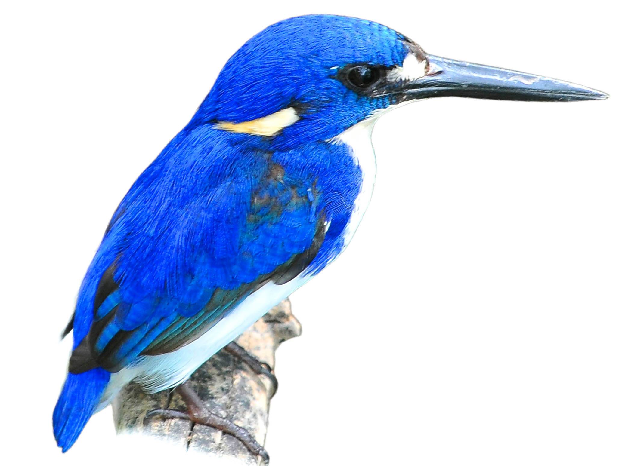 Little Kingfisher (Ceyx pusillus) identification - Birda