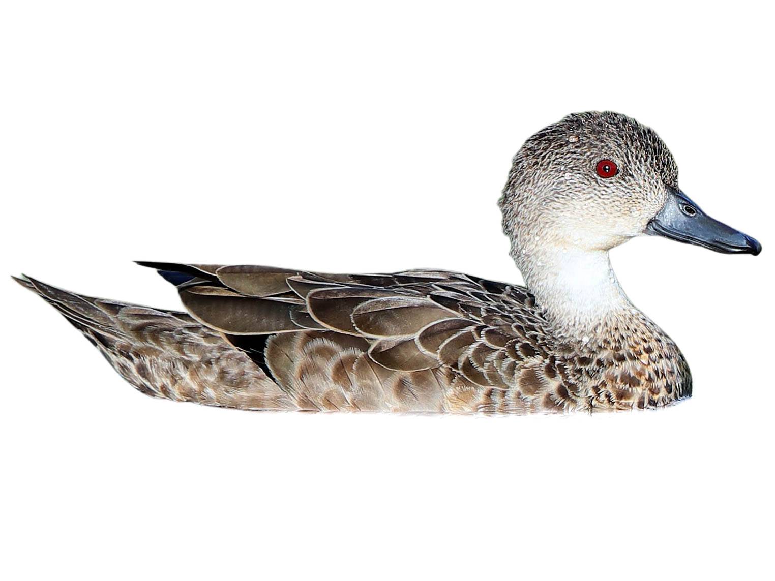 Grey Teal (Anas gracilis) identification - Birda