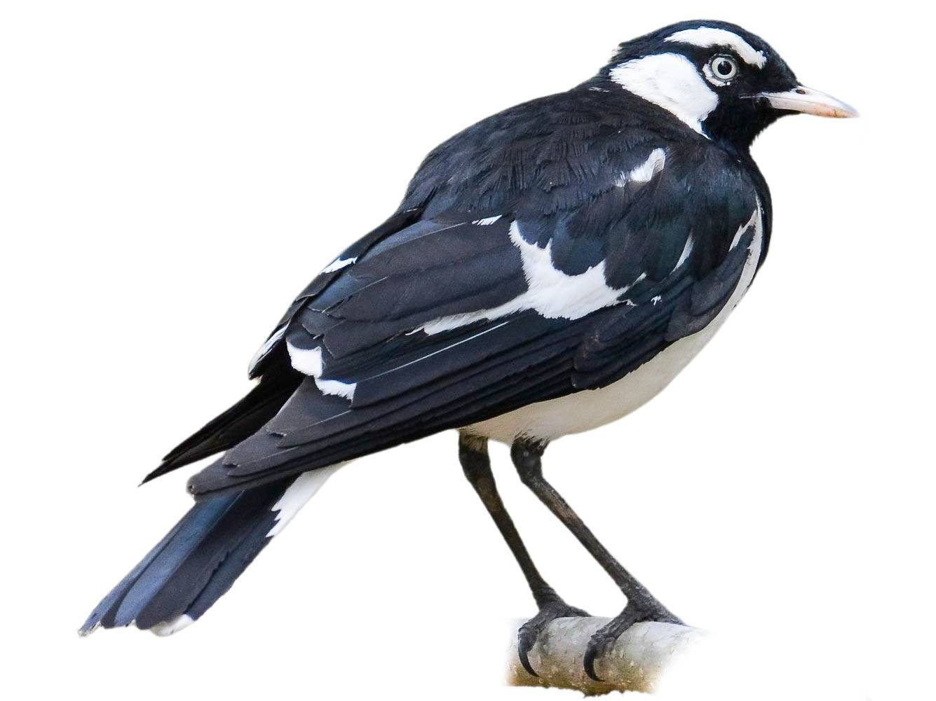 Magpie-lark (Grallina cyanoleuca) identification - Birda