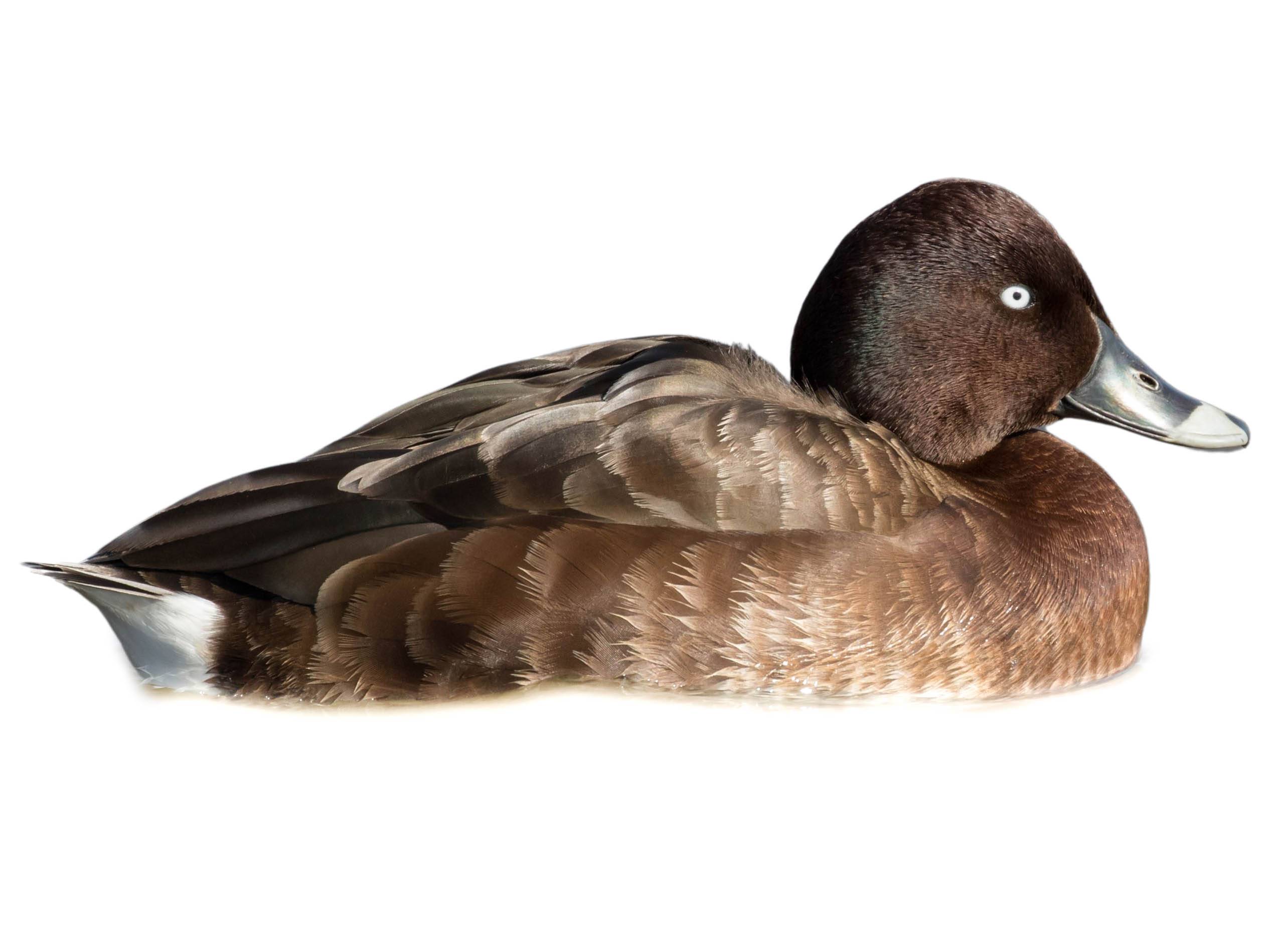 Hardhead (Aythya australis) identification - Birda