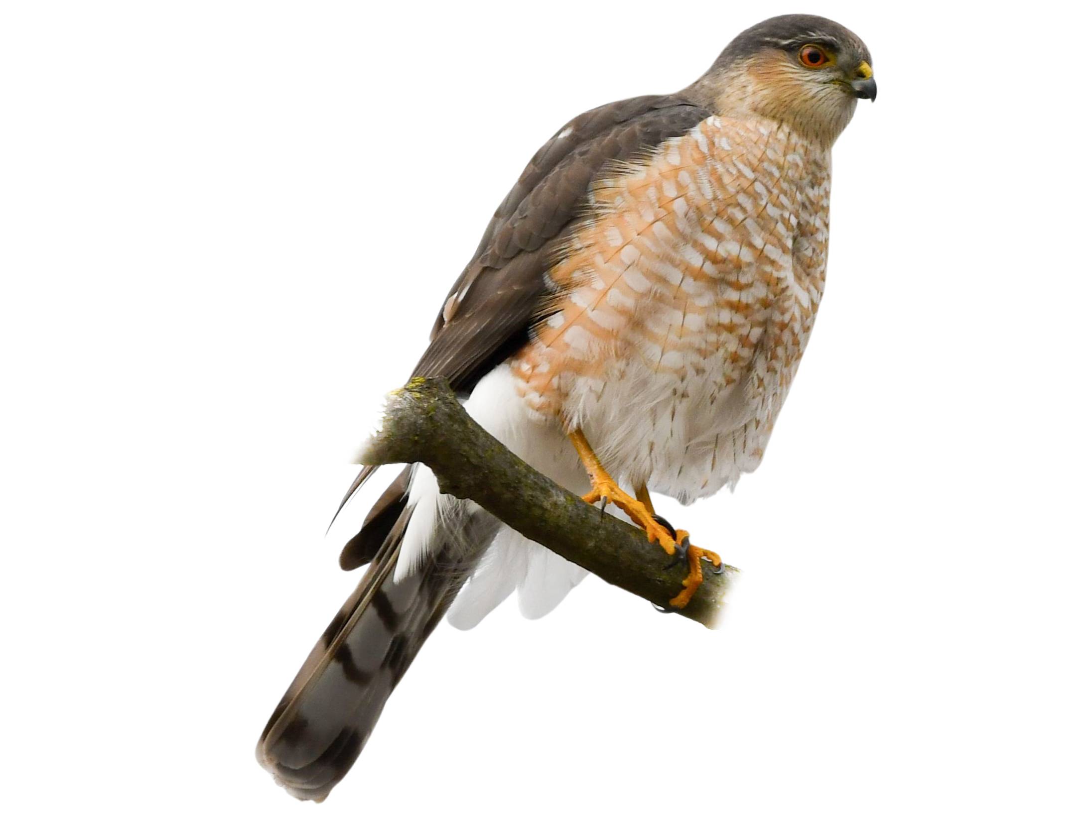 Sharp-shinned Hawk (Accipiter striatus) identification - Birda