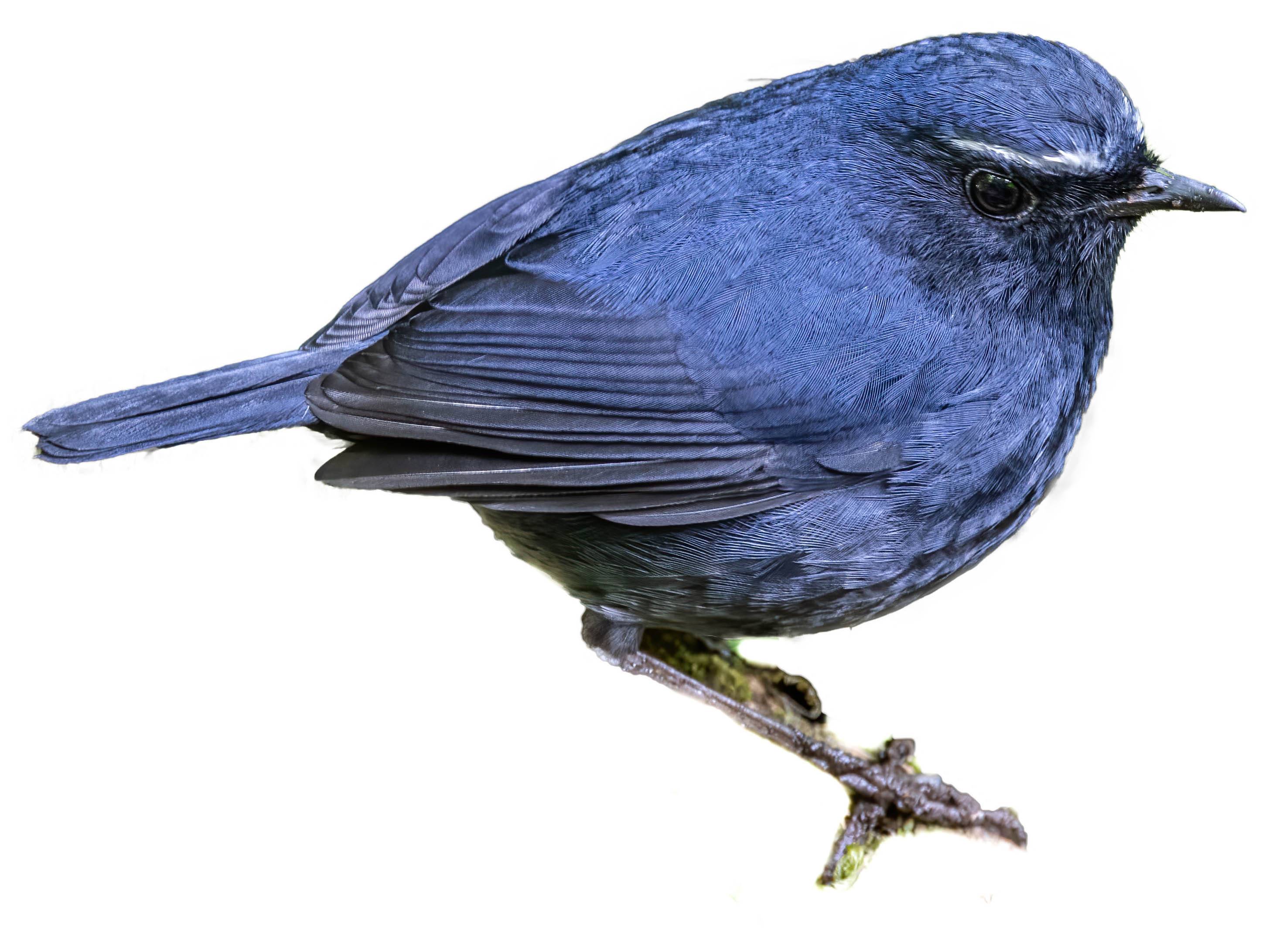 Himalayan Shortwing (Brachypteryx cruralis) identification - Birda