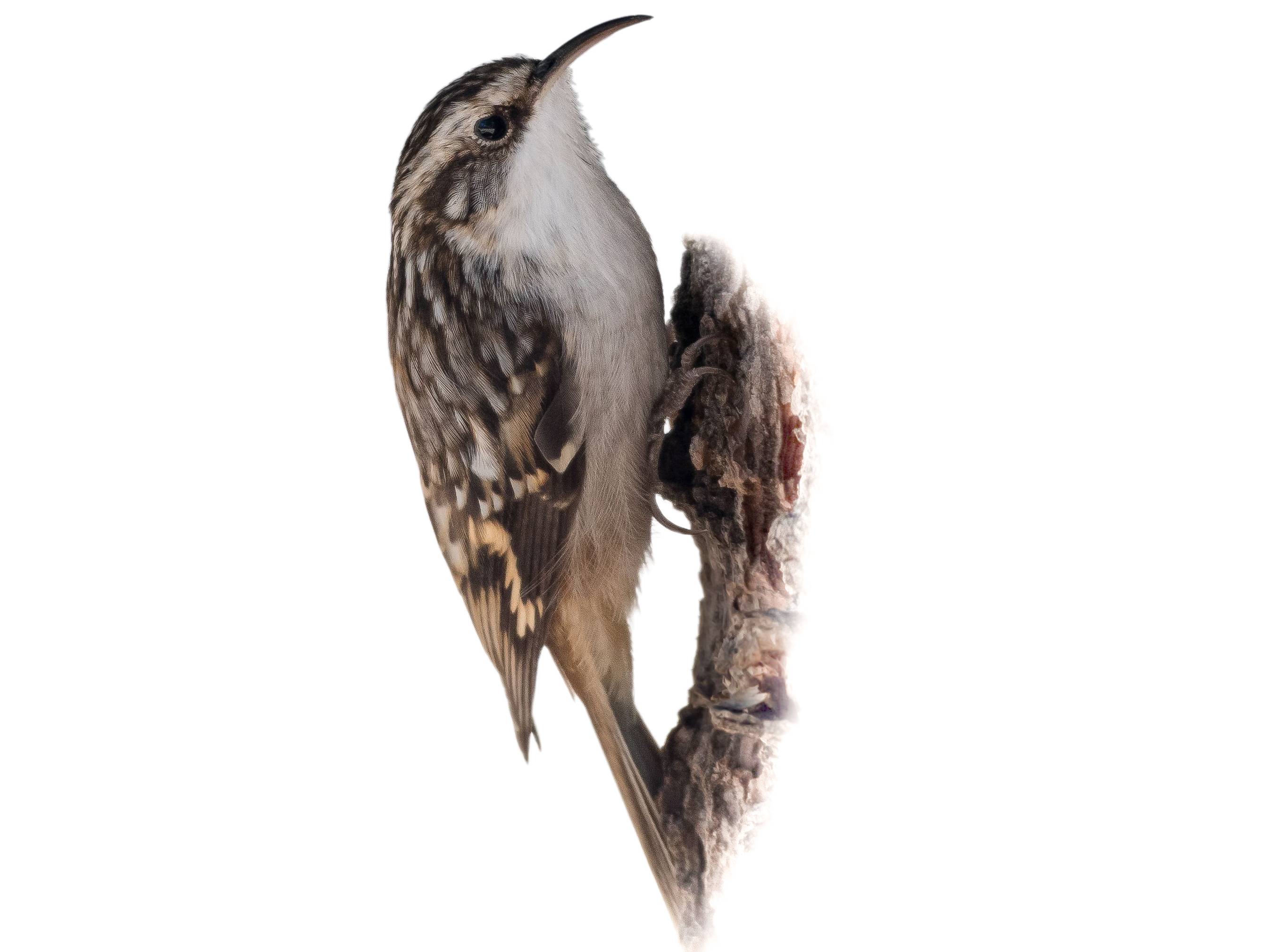 Brown Creeper (Certhia americana) identification - Birda