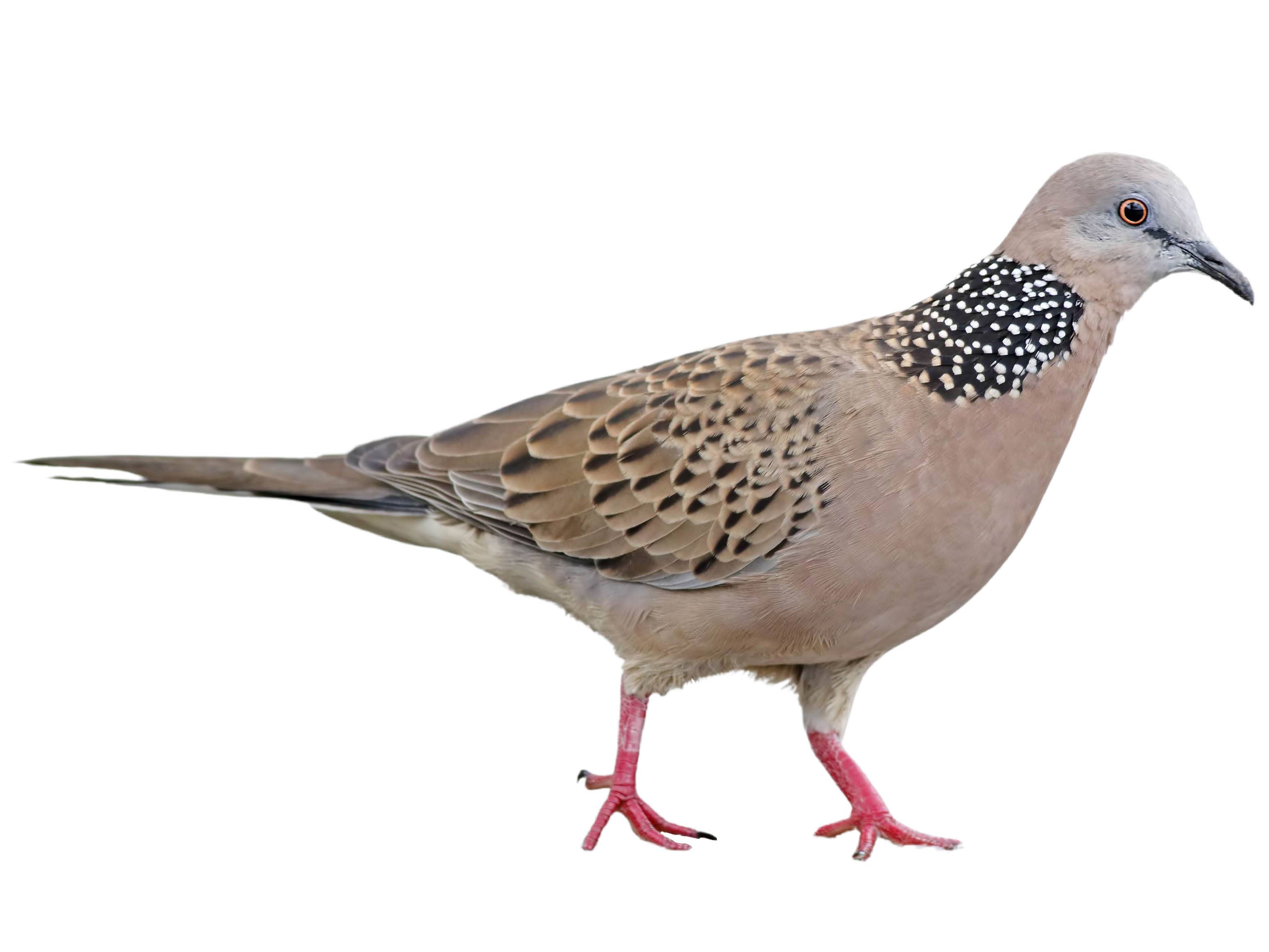 Spotted Dove (Spilopelia chinensis) identification - Birda
