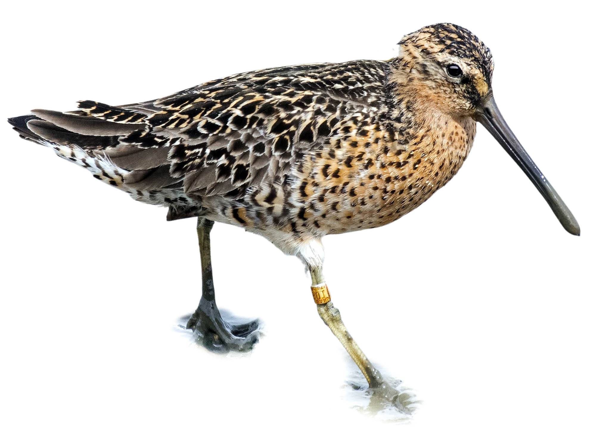 Short-billed Dowitcher (Limnodromus griseus) identification - Birda