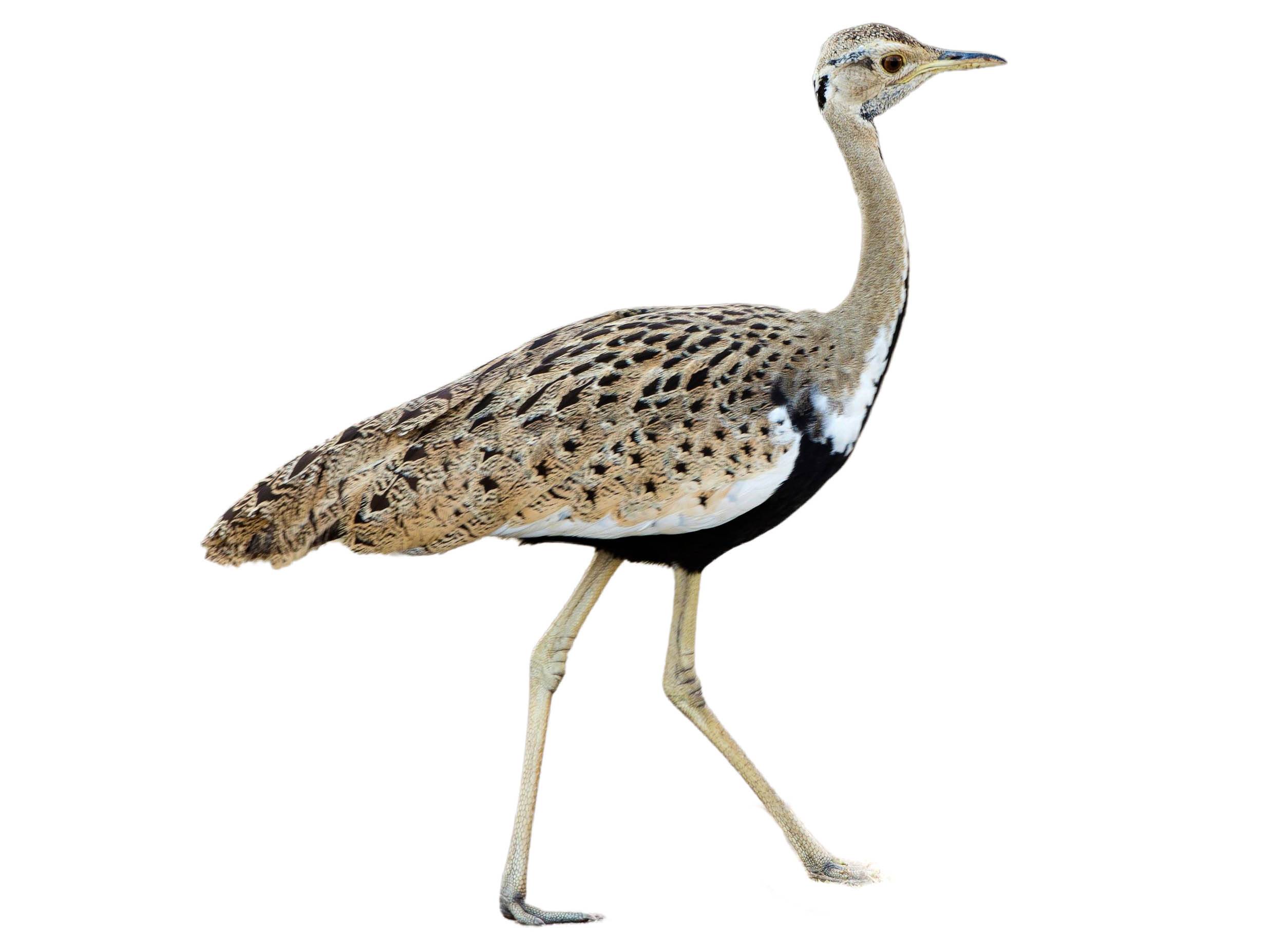 Black-bellied Bustard (Lissotis melanogaster) identification - Birda