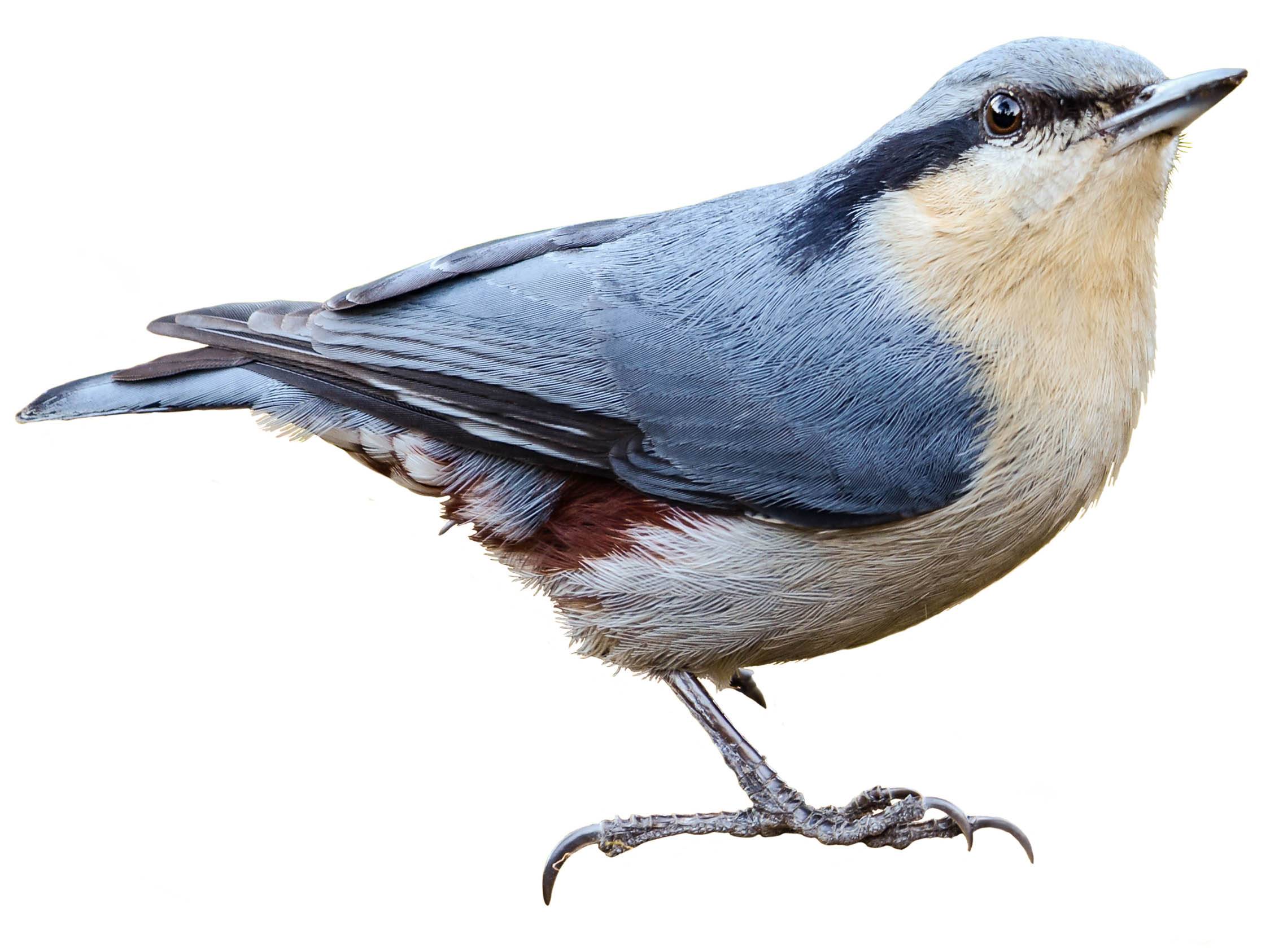 Chestnut-vented Nuthatch (Sitta nagaensis) identification - Birda