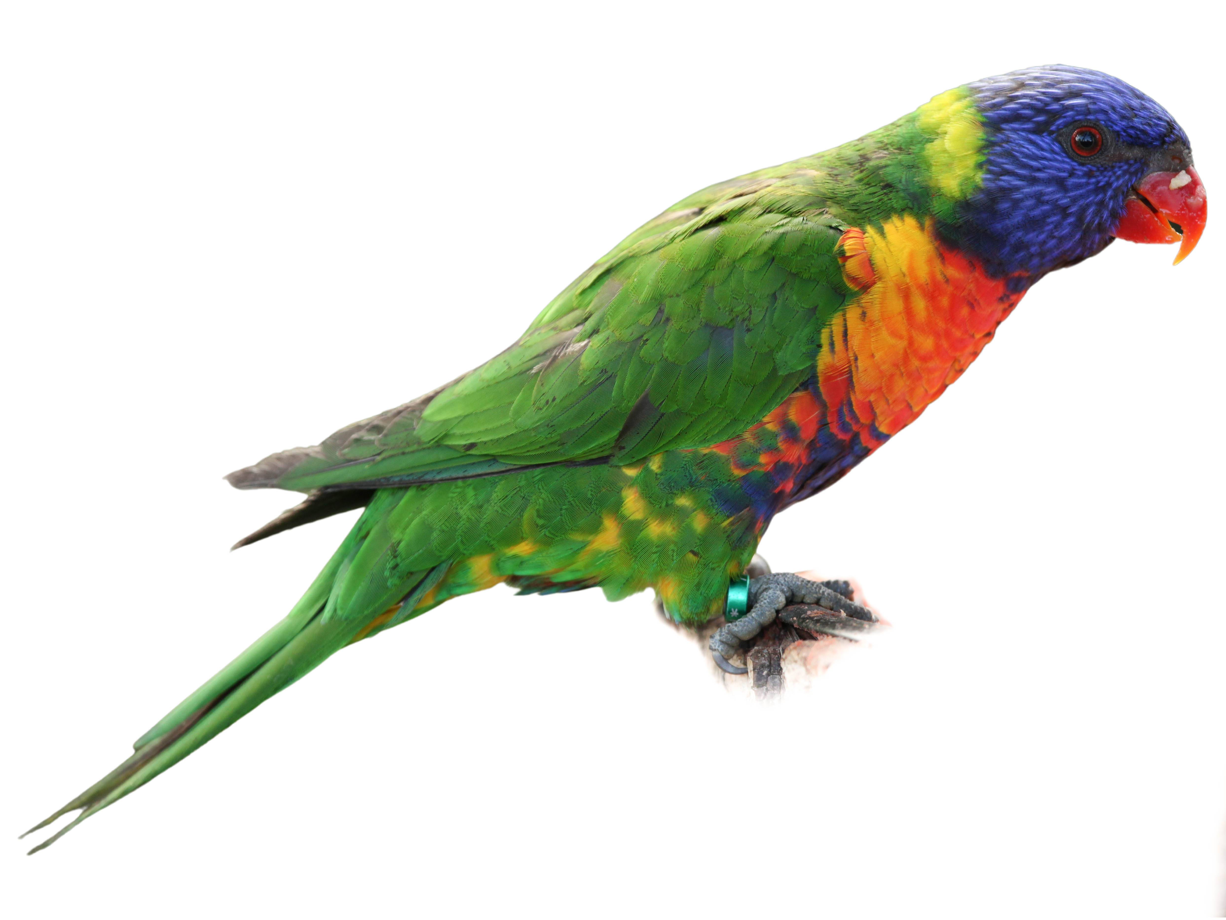 Rainbow Lorikeet (Trichoglossus moluccanus) identification - Birda