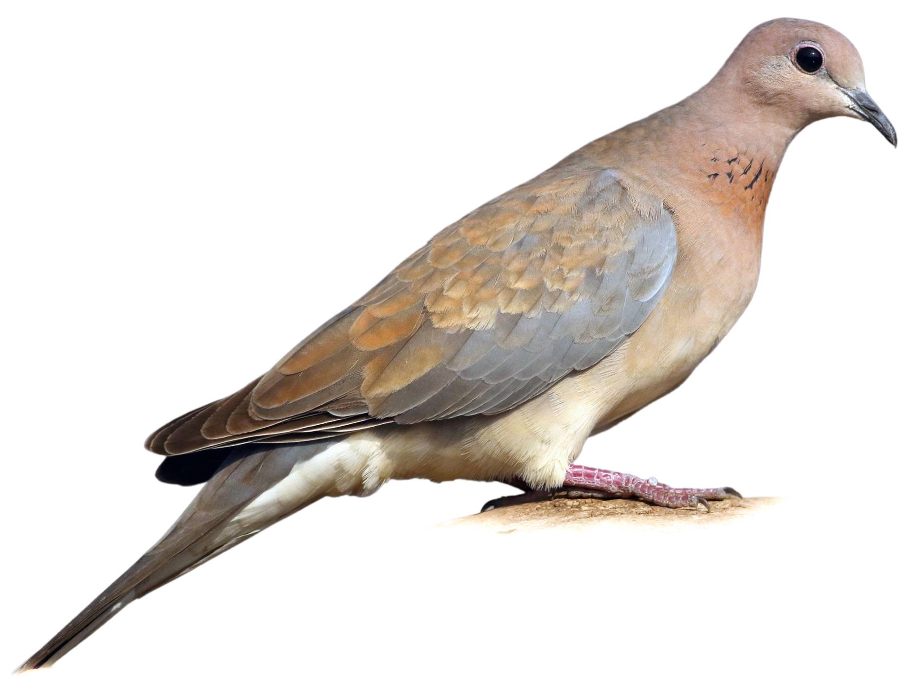 Laughing Dove (Spilopelia senegalensis) identification - Birda