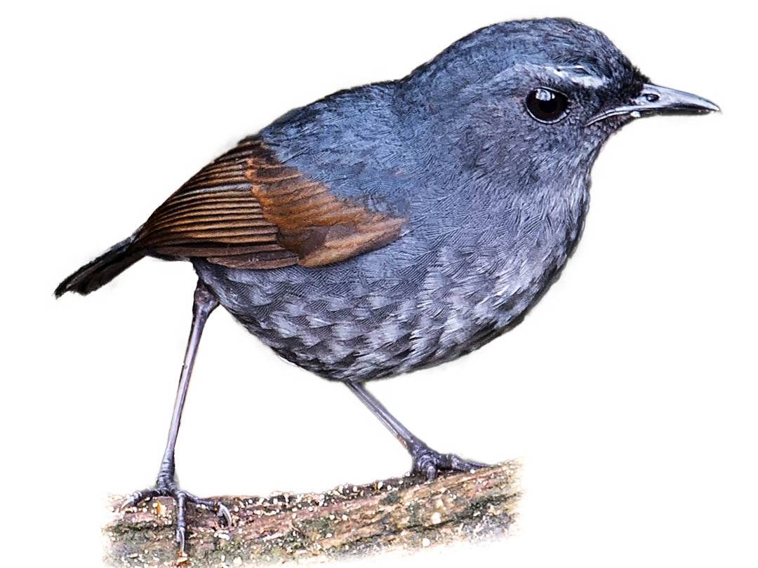Lesser Shortwing (Brachypteryx leucophris) identification - Birda
