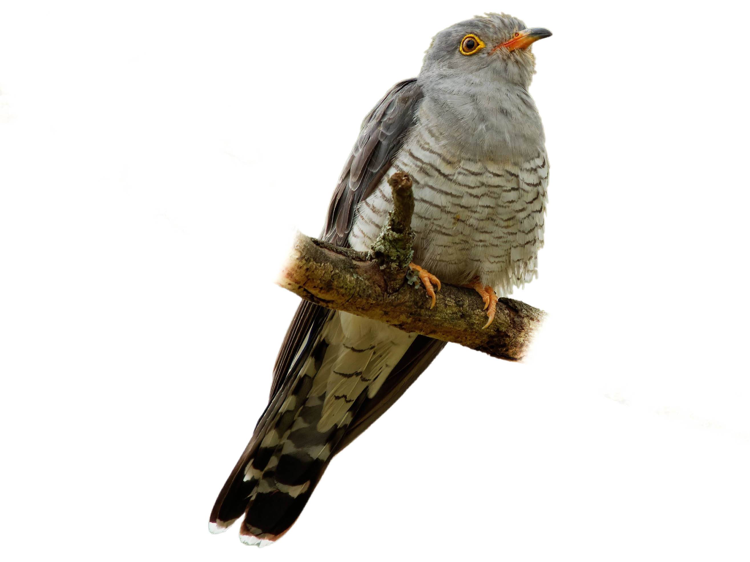 African Cuckoo (Cuculus gularis) identification - Birda