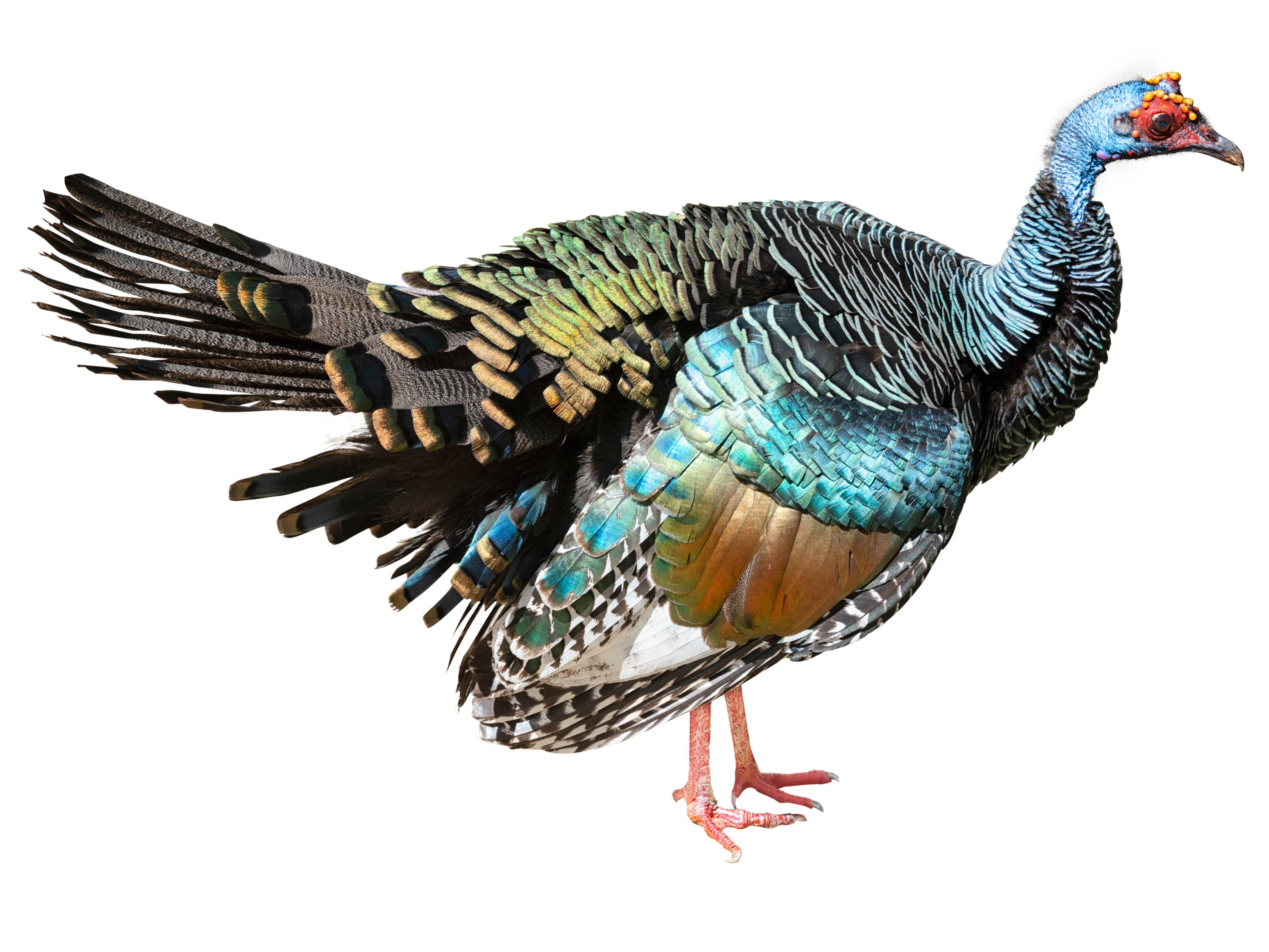 Ocellated Turkey (Meleagris ocellata) identification - Birda