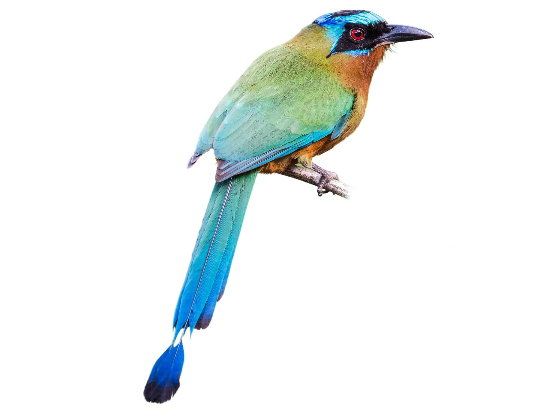 Trinidad Motmot (Momotus bahamensis) identification - Birda