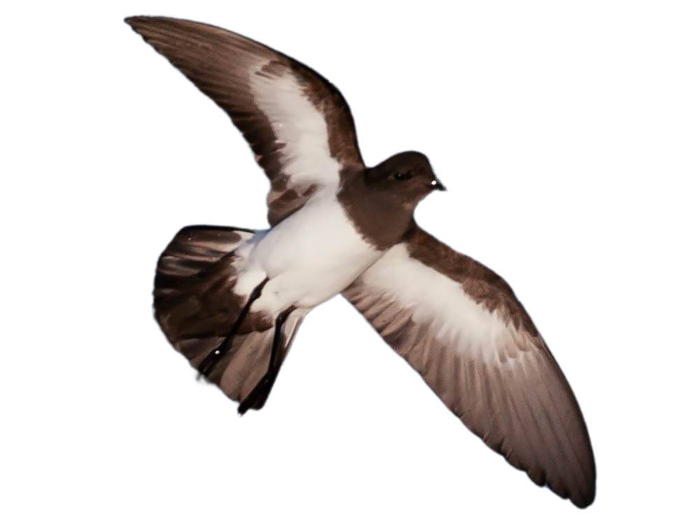 White-bellied Storm Petrel (Fregetta grallaria) identification - Birda