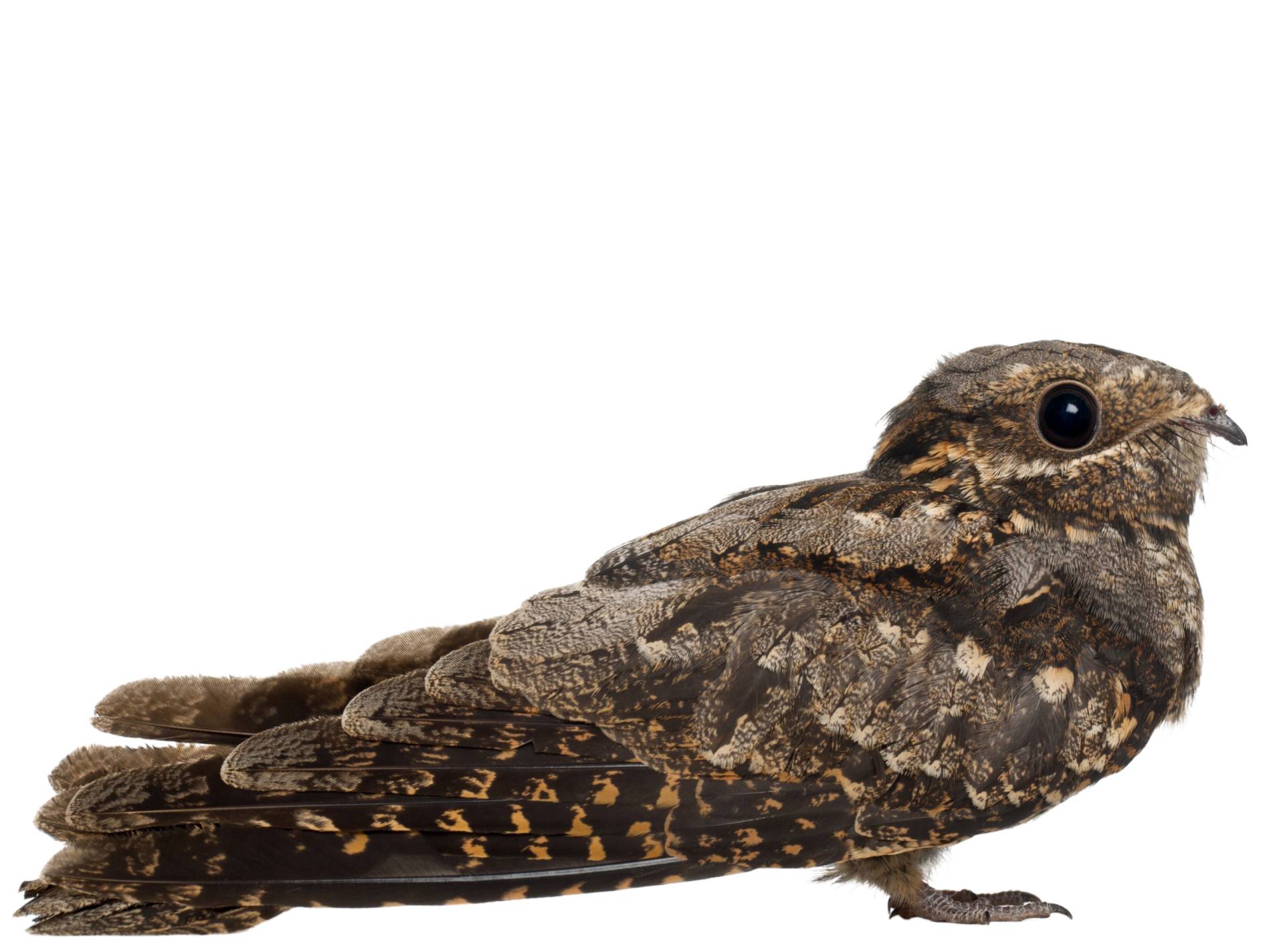 European Nightjar (Caprimulgus europaeus) identification - Birda