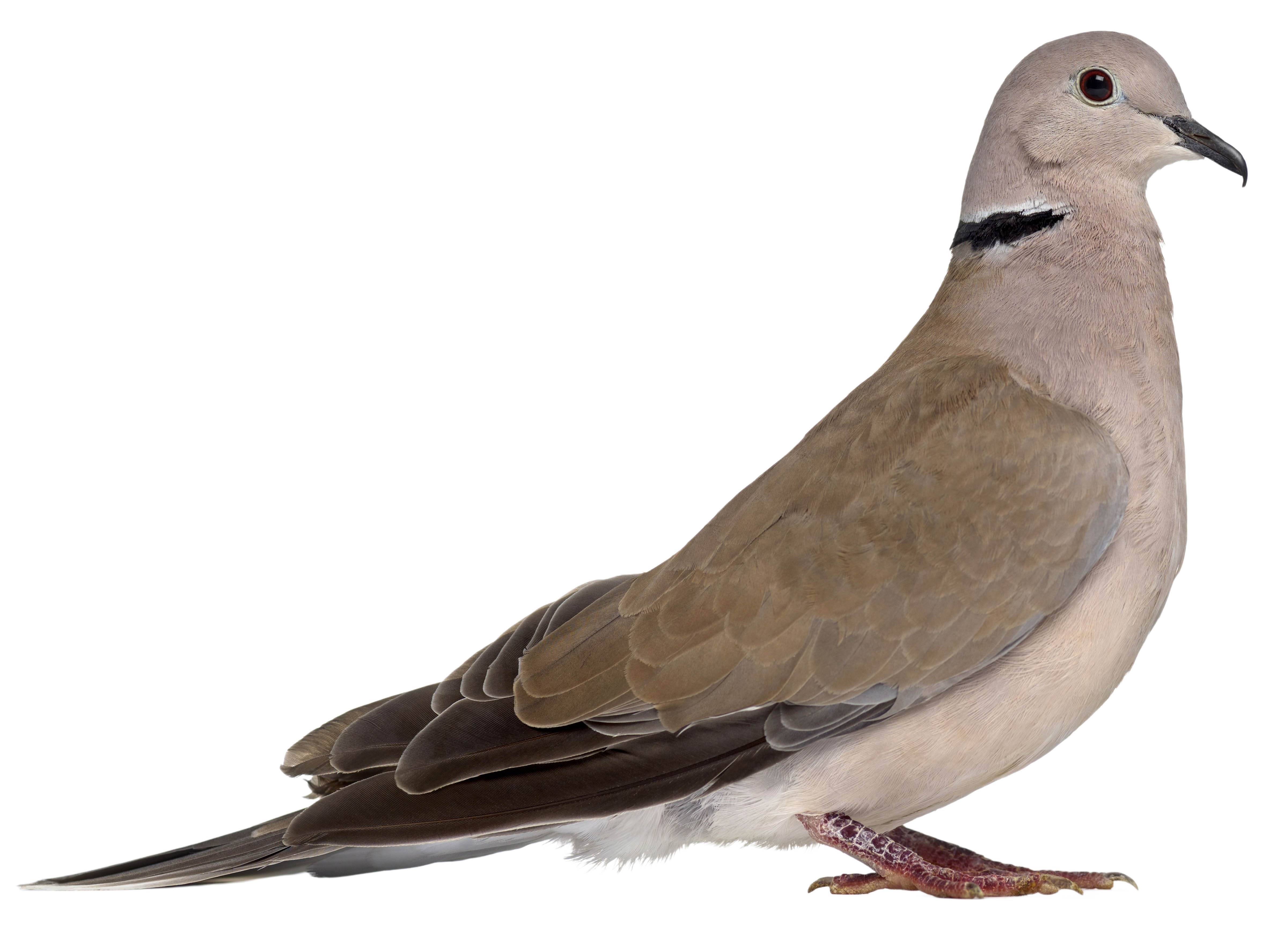 African Collared Dove (Streptopelia roseogrisea) identification - Birda