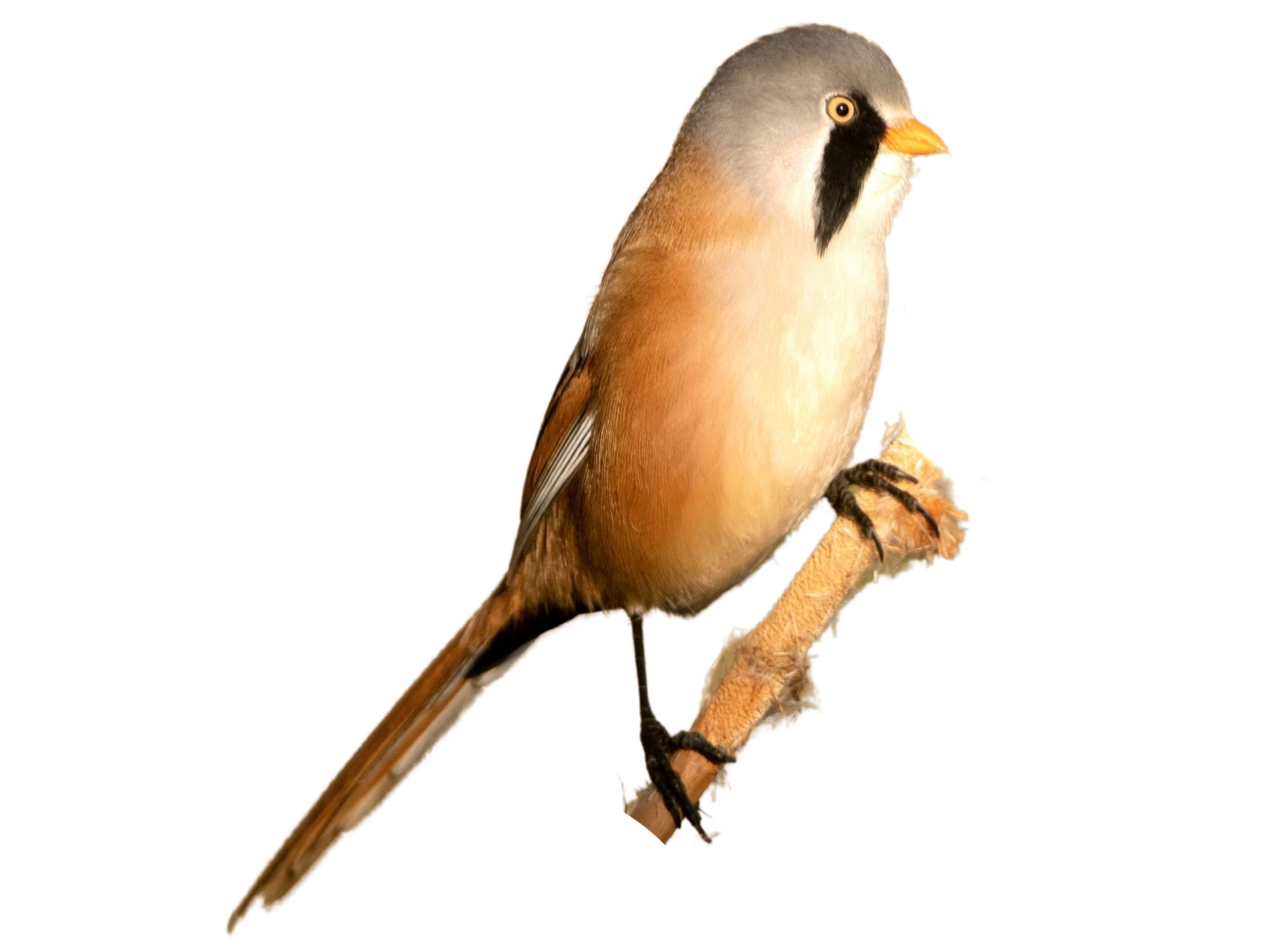 Bearded Reedling (Panurus biarmicus) identification - Birda
