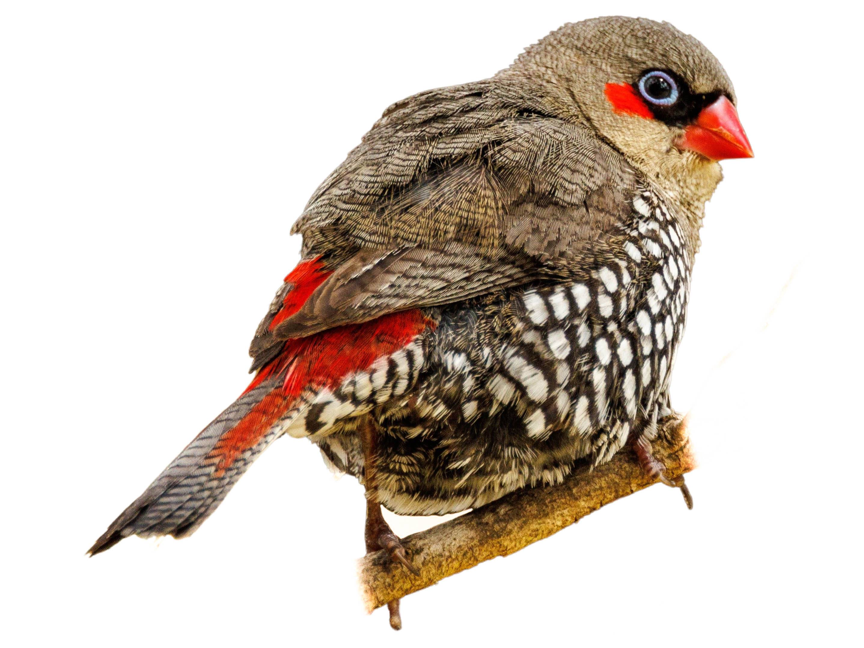Red-eared Firetail (Stagonopleura oculata) identification - Birda