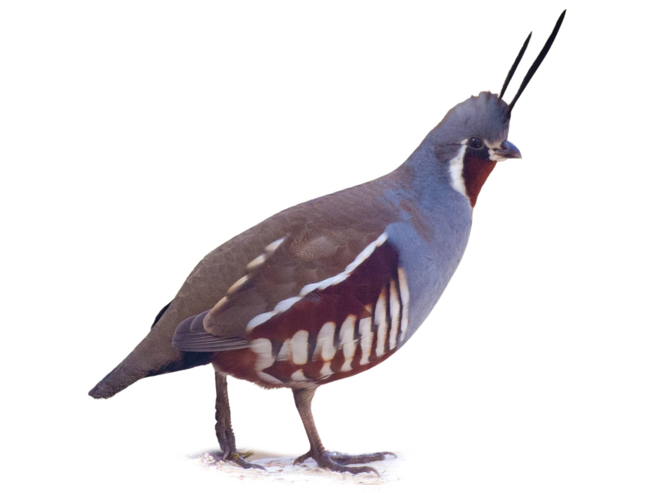 Mountain Quail (Oreortyx pictus) identification - Birda