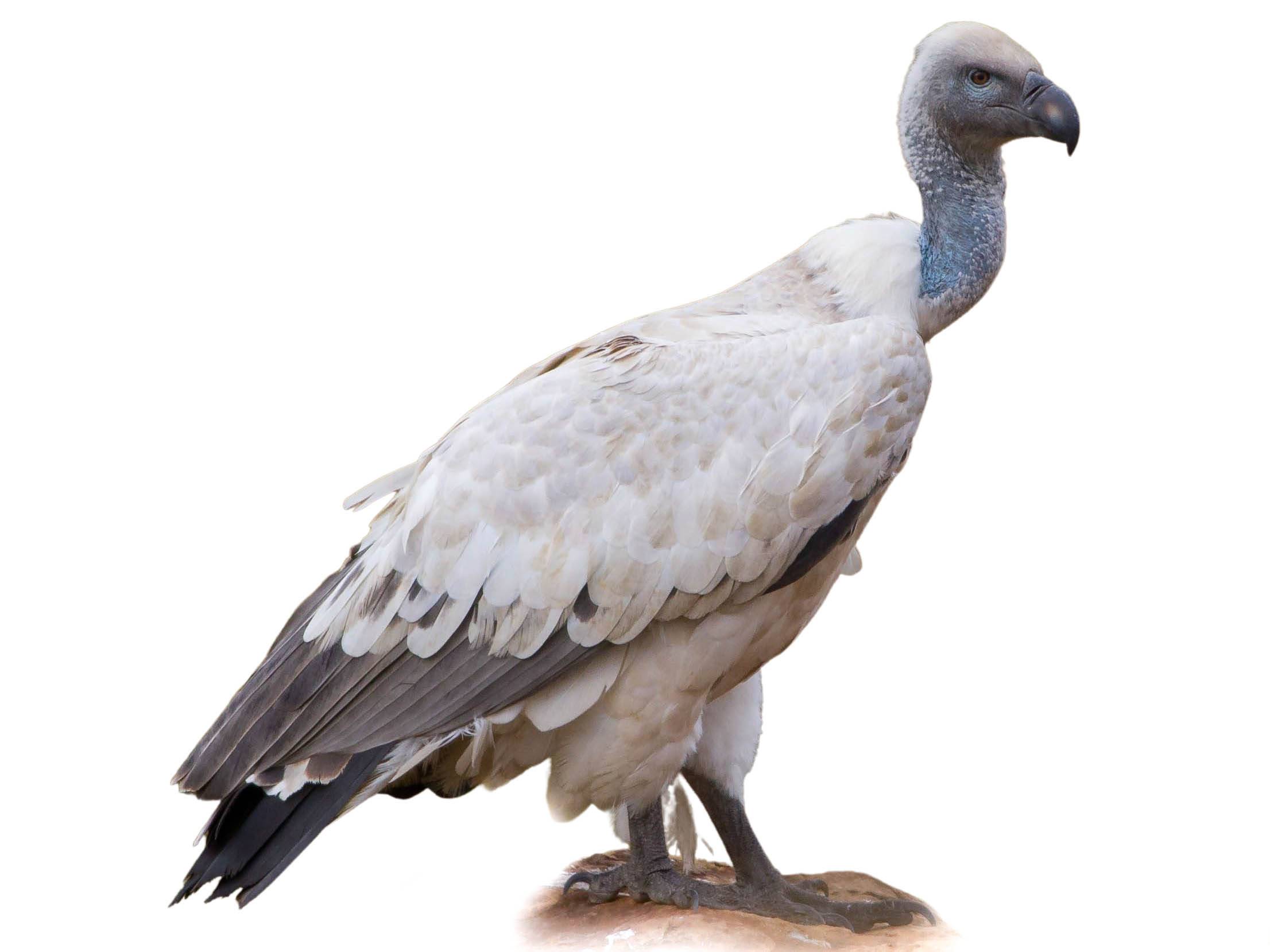 Cape Vulture (Gyps coprotheres) identification - Birda