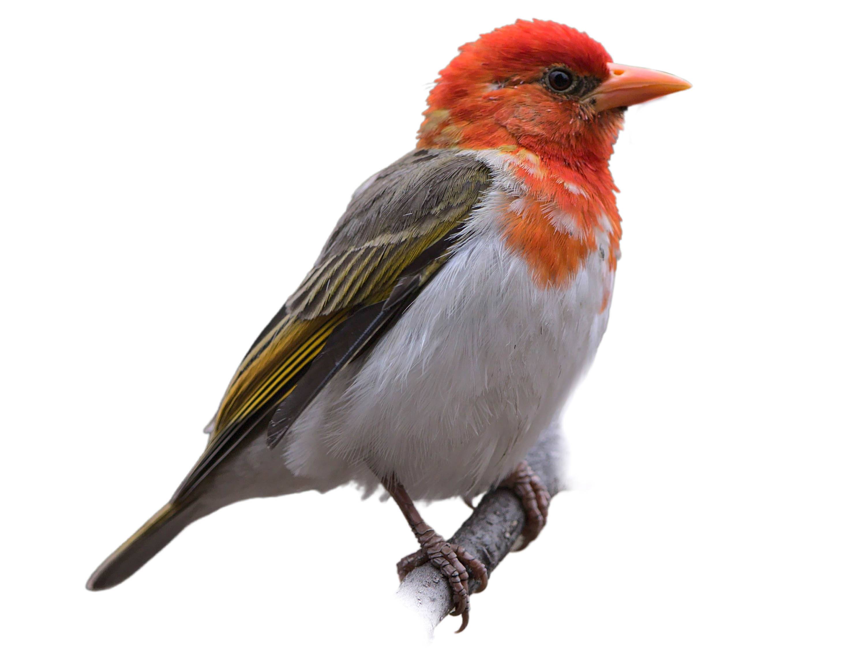 Red-headed Weaver (Anaplectes rubriceps) identification - Birda