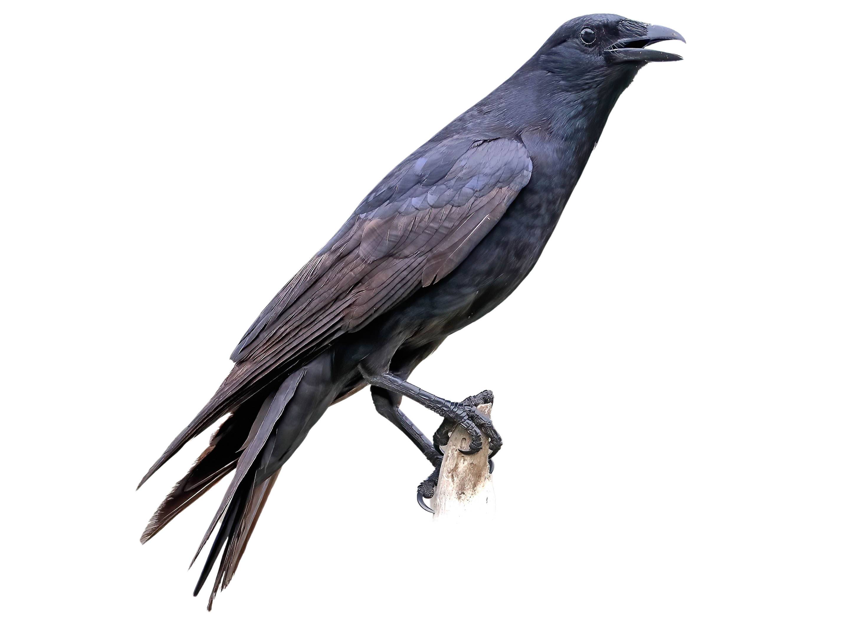 Tamaulipas Crow (Corvus imparatus) identification - Birda