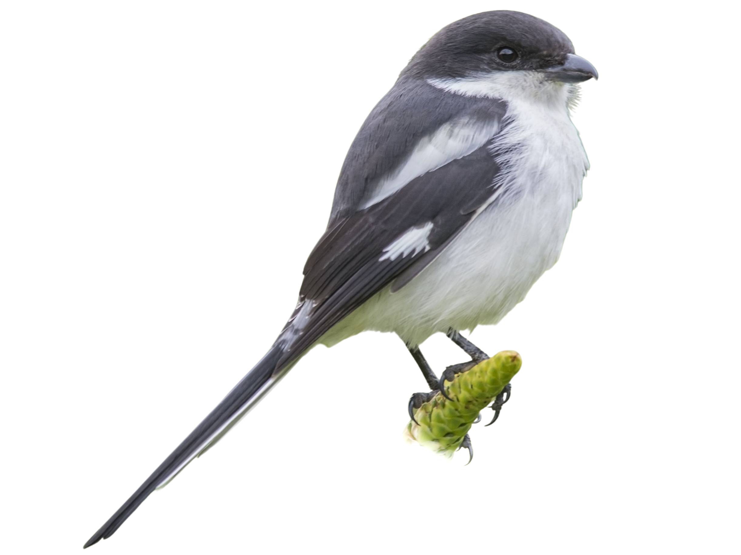 Southern Fiscal (Lanius collaris) identification - Birda