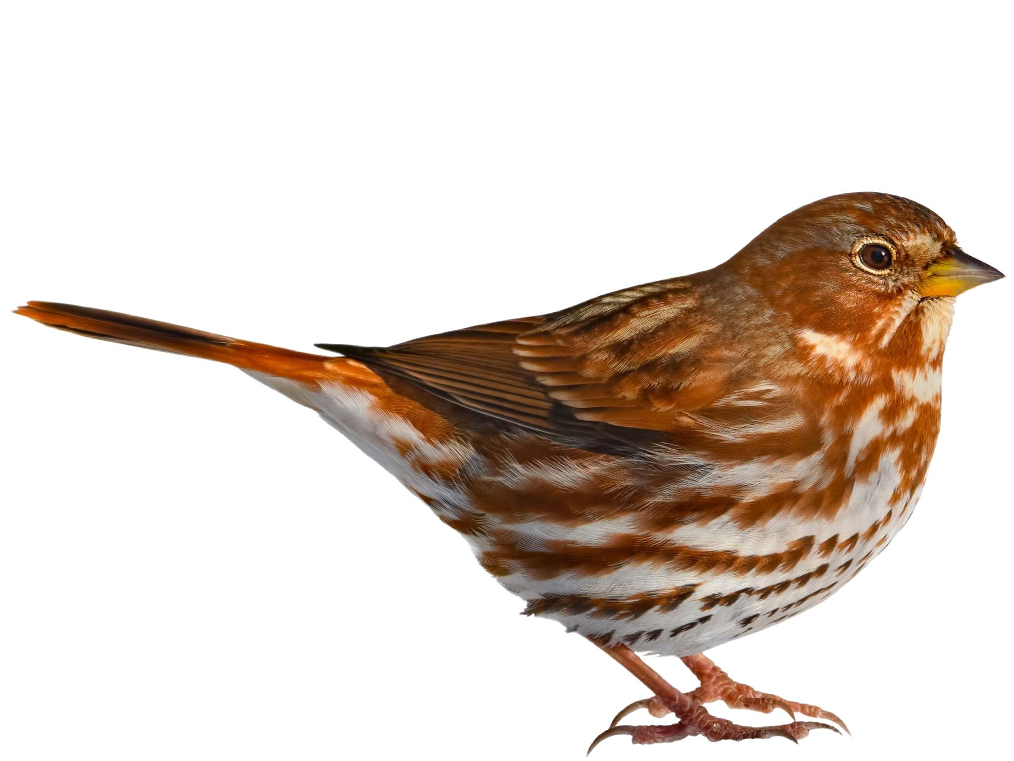 Red Fox Sparrow (Passerella iliaca) identification - Birda