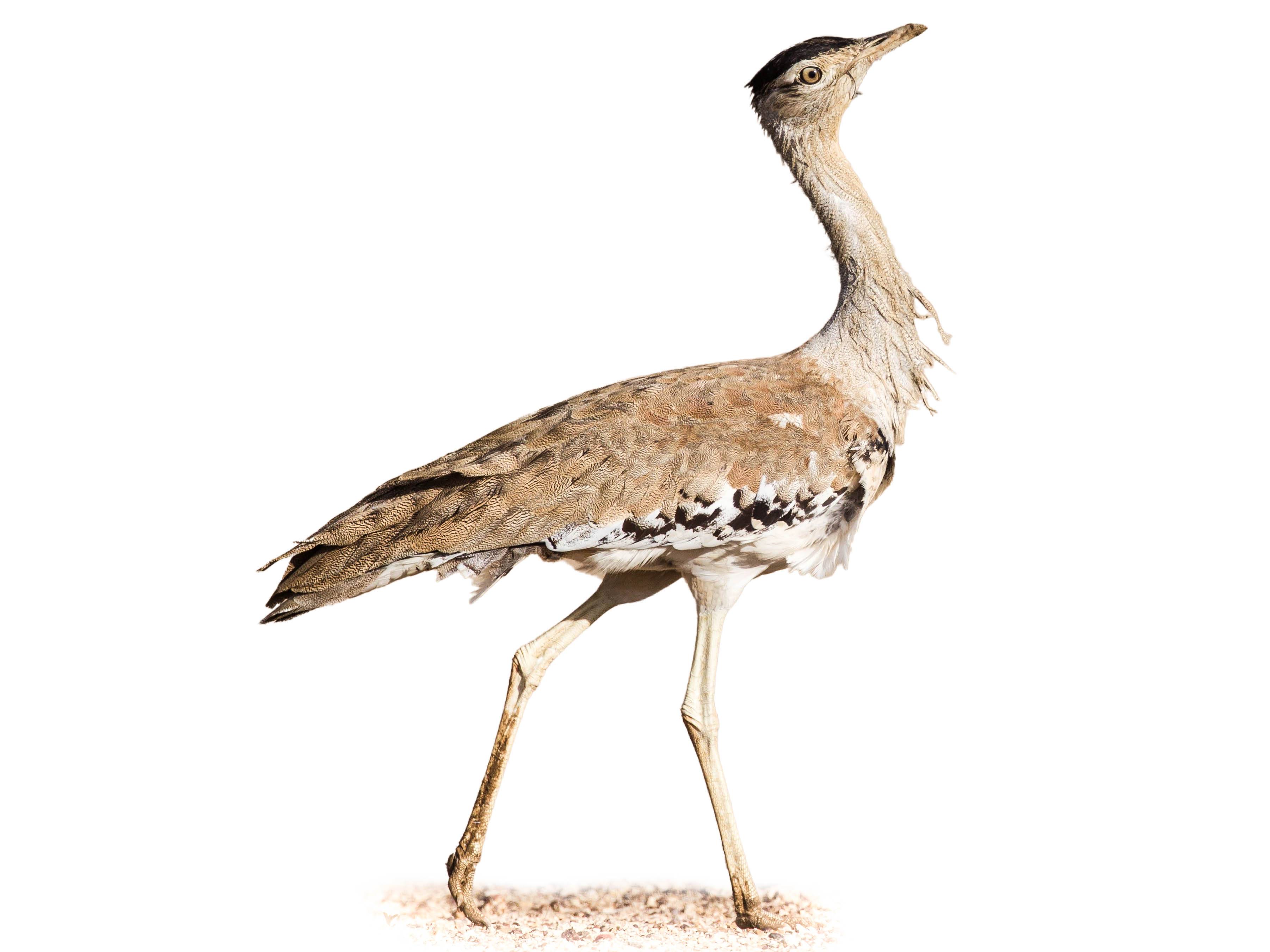 Australian Bustard (Ardeotis australis) identification - Birda