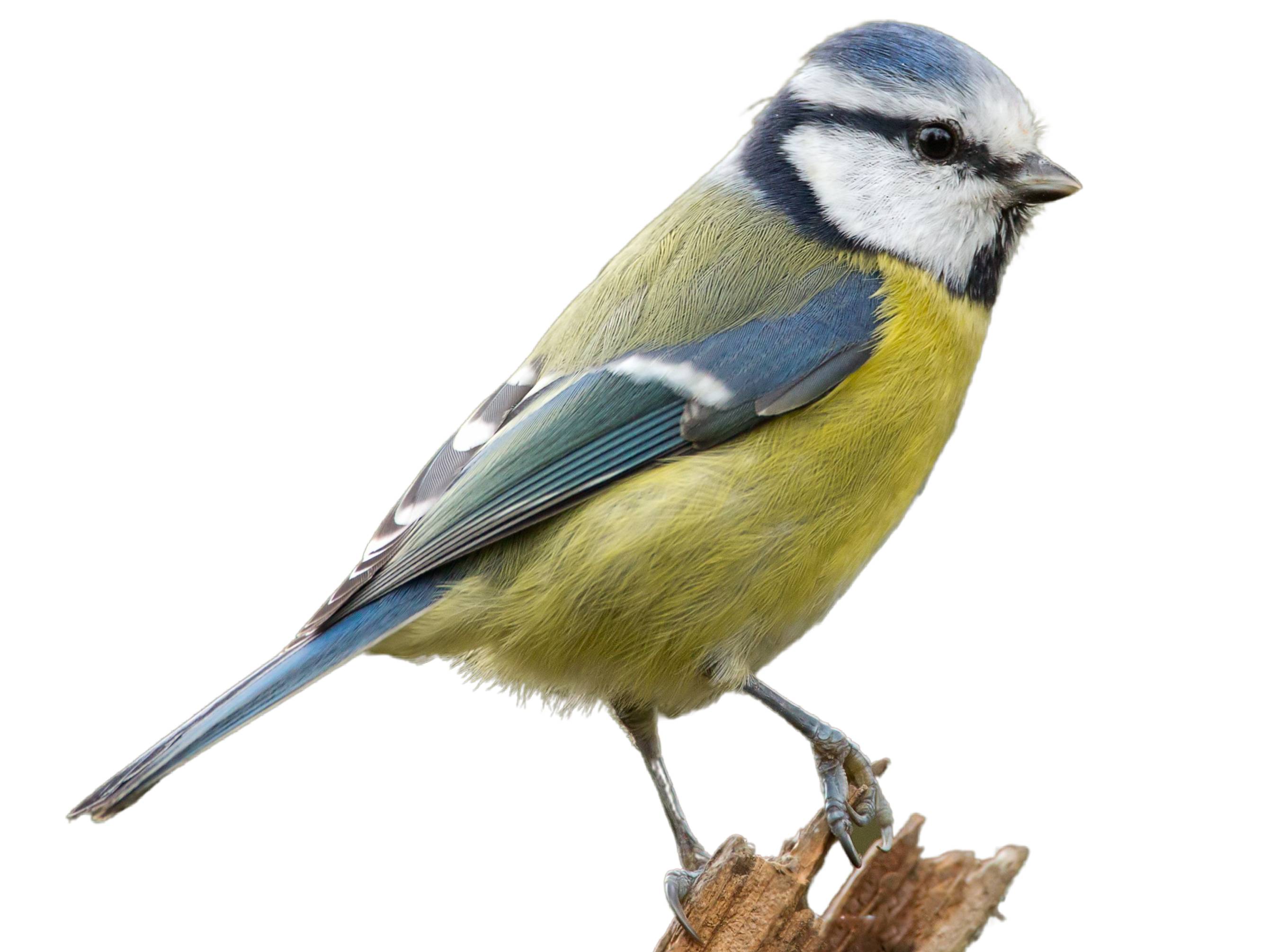 Eurasian Blue Tit (Cyanistes caeruleus) identification - Birda