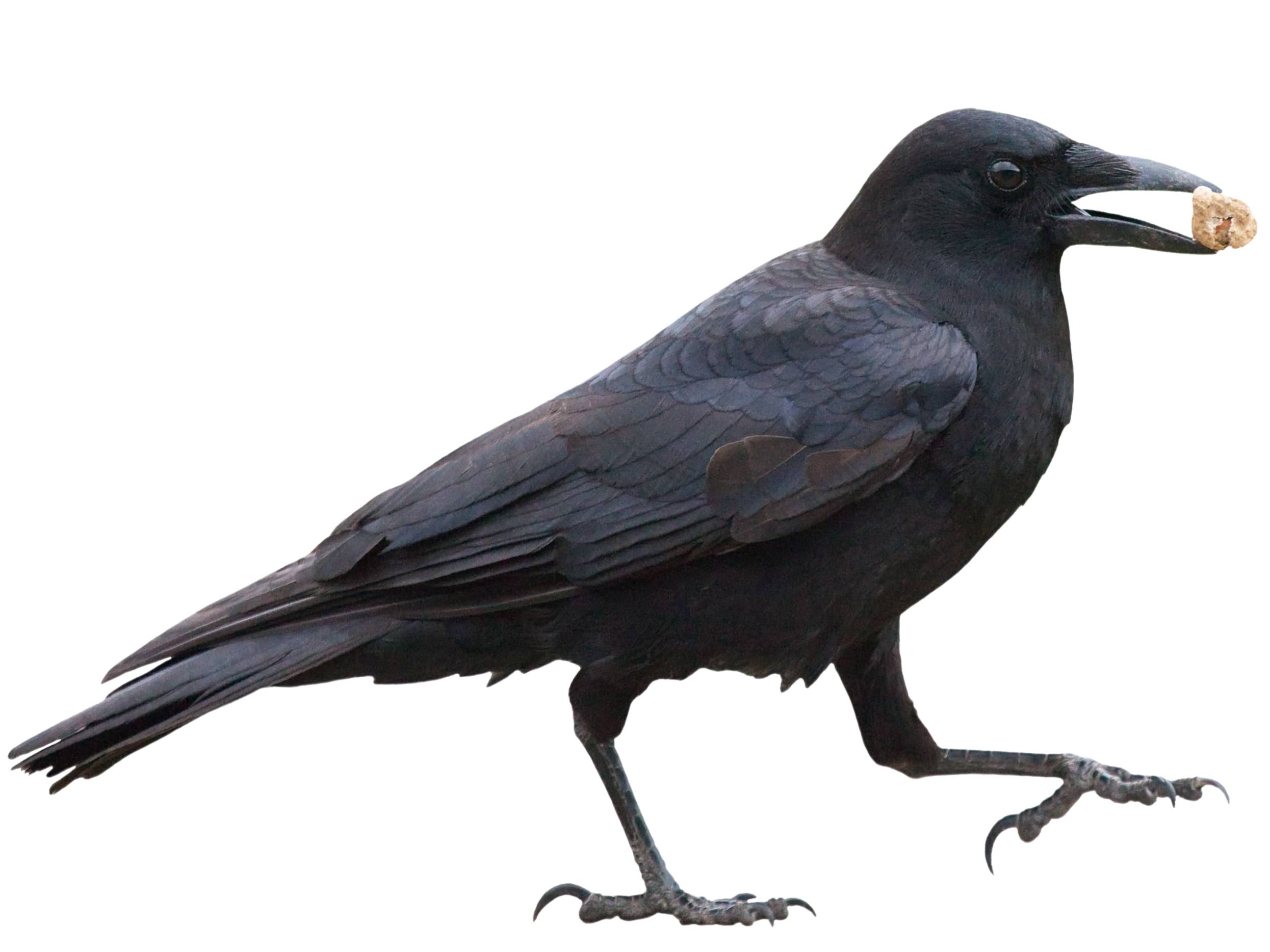 American Crow (Corvus brachyrhynchos) identification - Birda