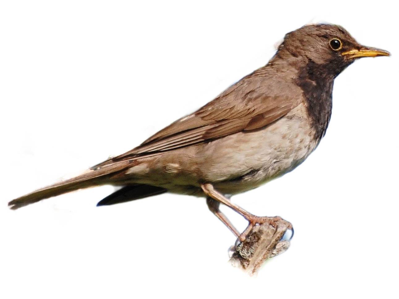 Black-throated Thrush (Turdus atrogularis) identification - Birda