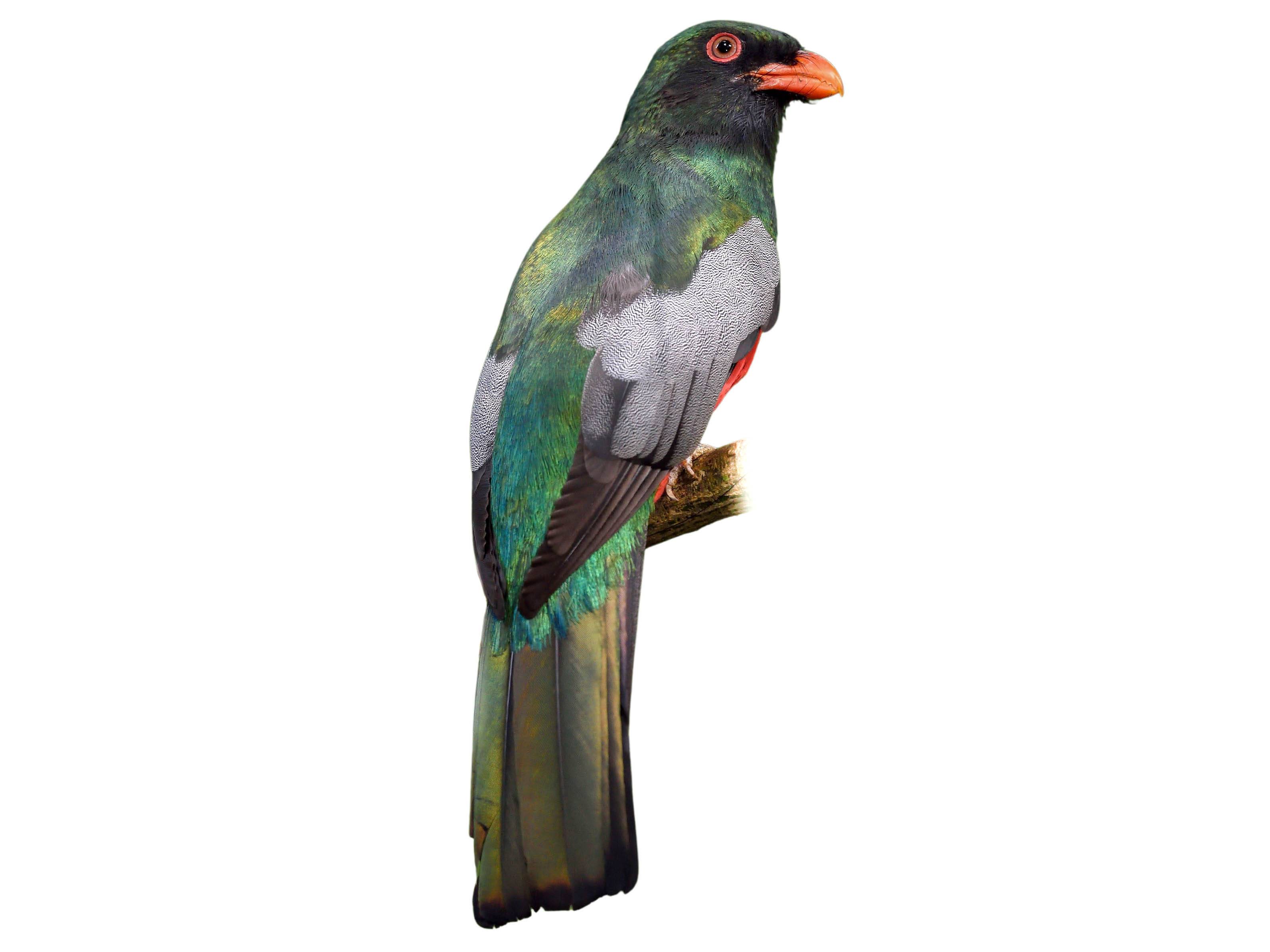 Slaty-tailed Trogon (Trogon massena) identification - Birda