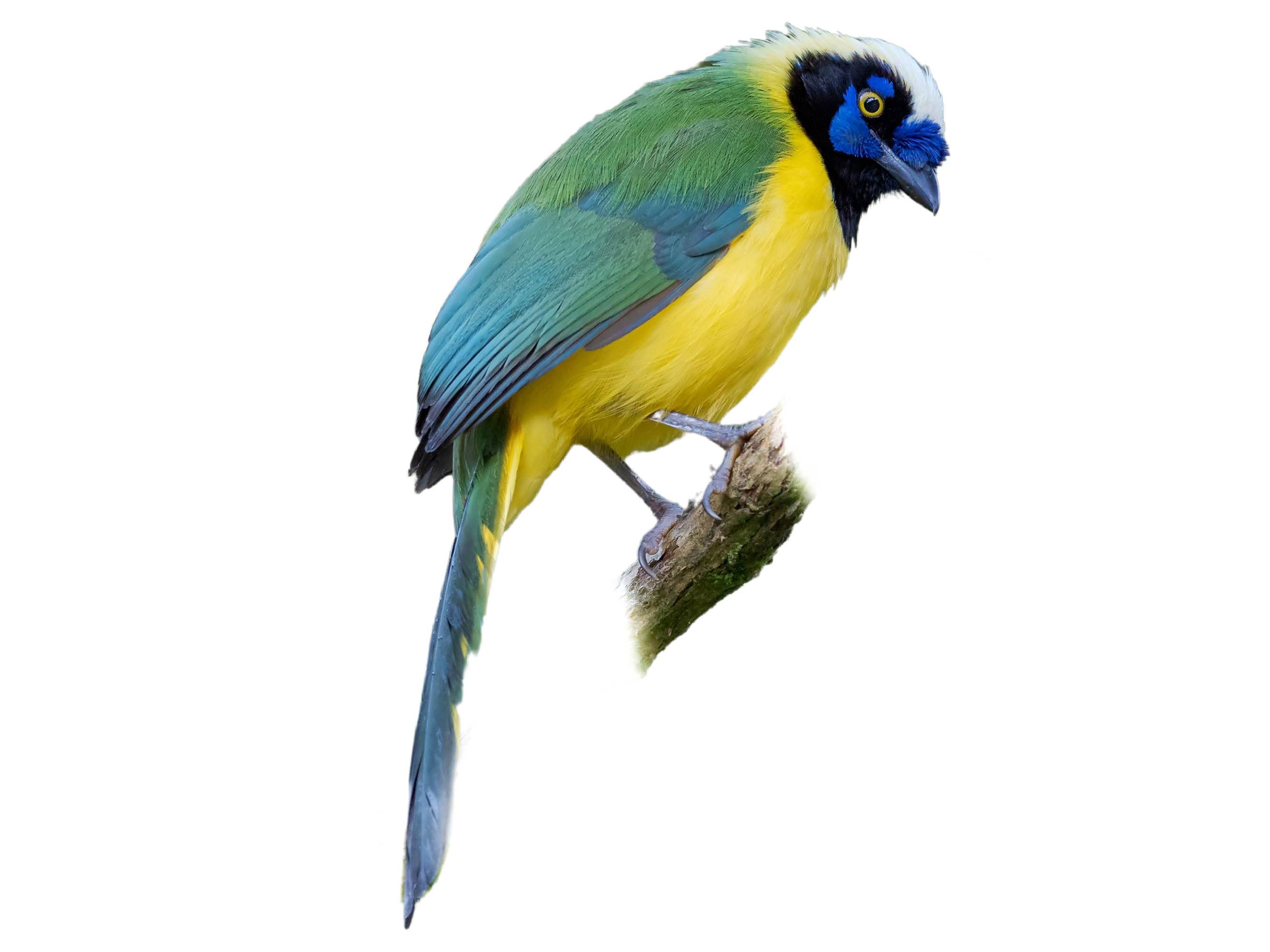 Inca Jay (Cyanocorax yncas) identification - Birda