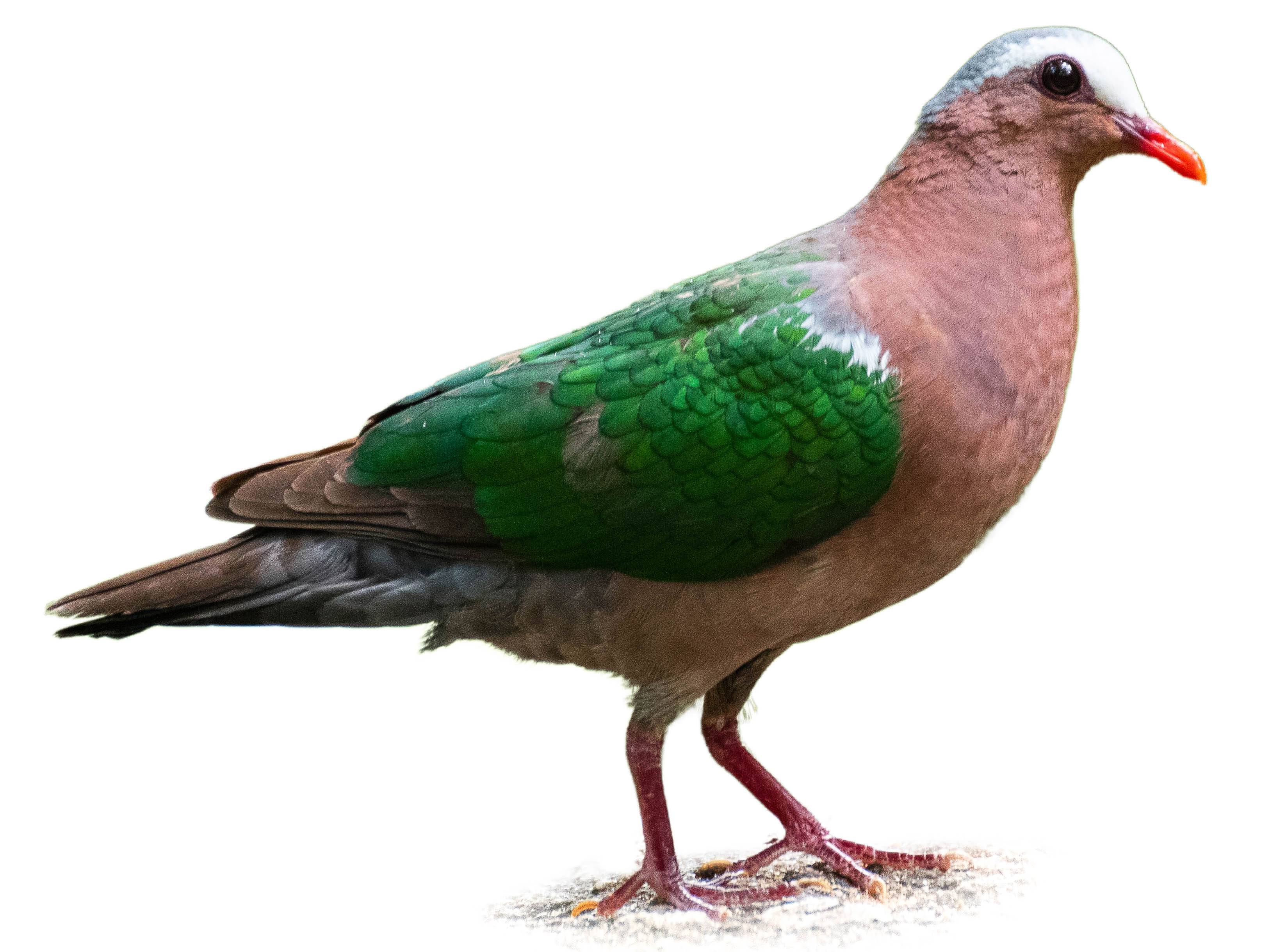 Common Emerald Dove (Chalcophaps indica) identification - Birda
