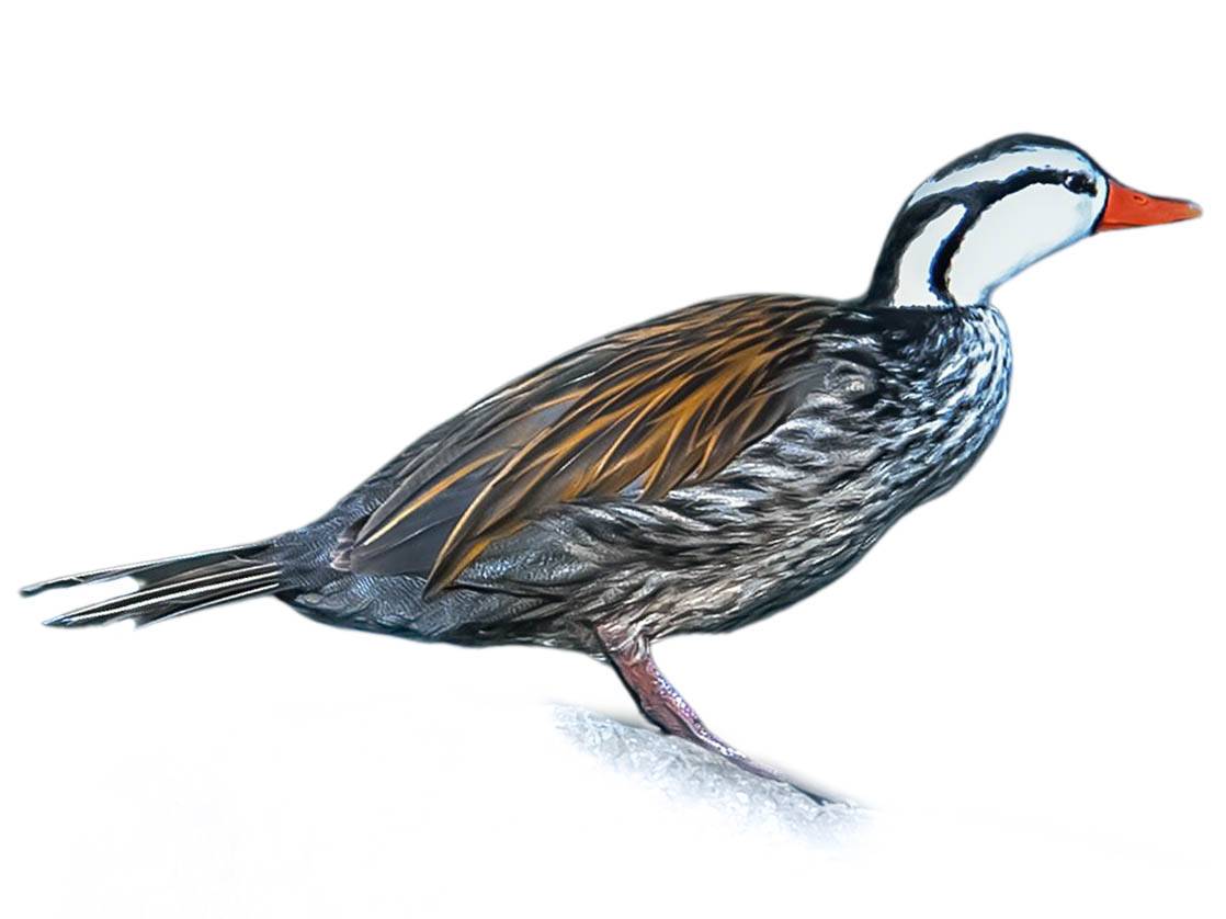 Torrent Duck (Merganetta armata) identification - Birda