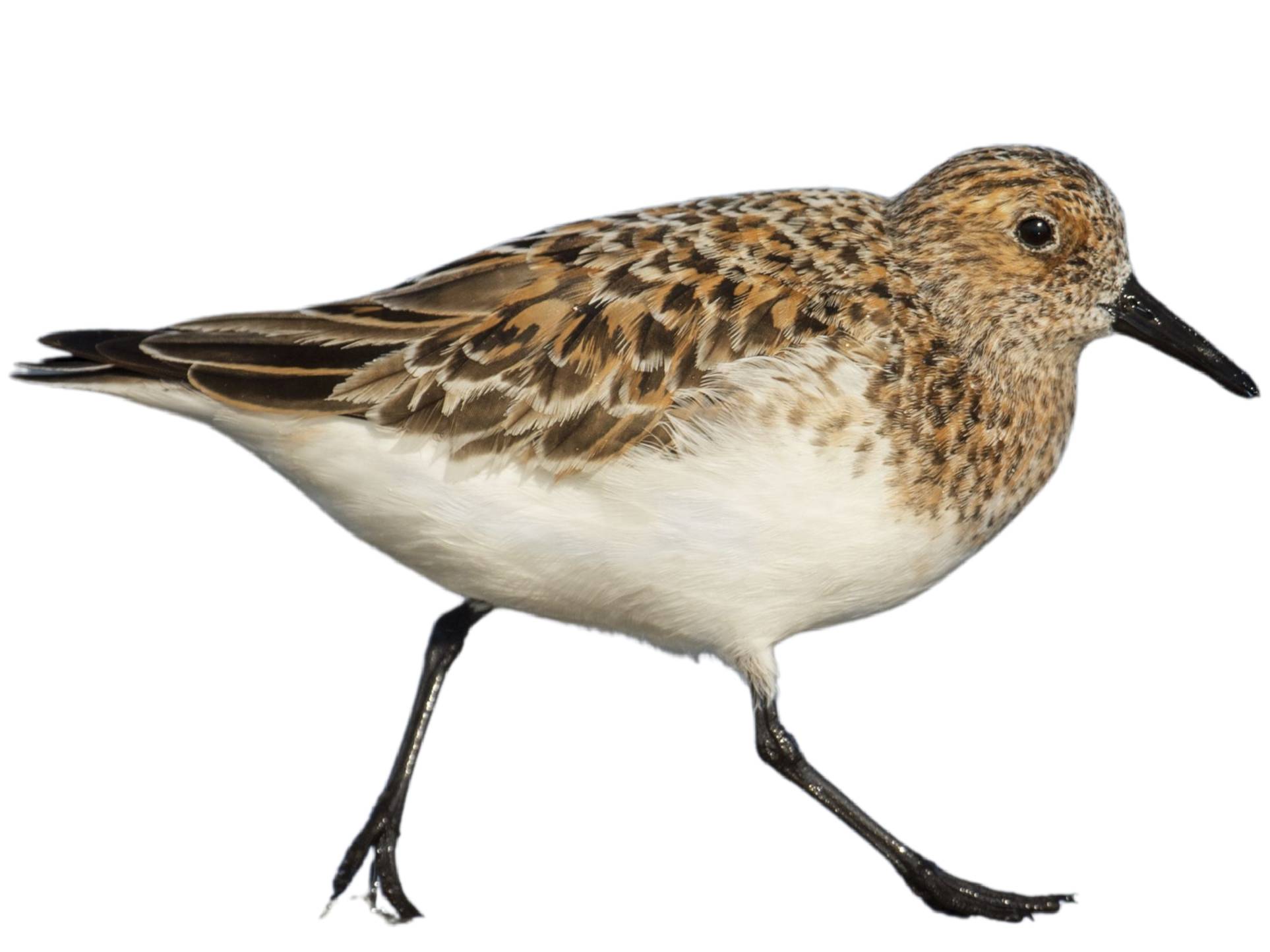 Sanderling (Calidris alba) identification - Birda