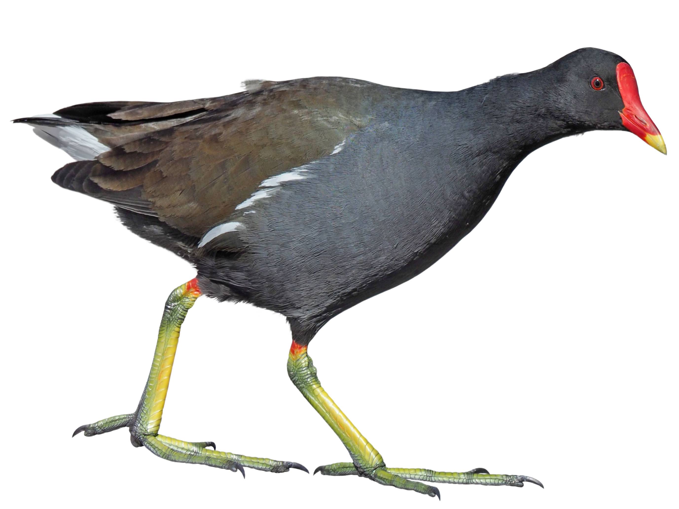 Common Moorhen (Gallinula chloropus) identification - Birda