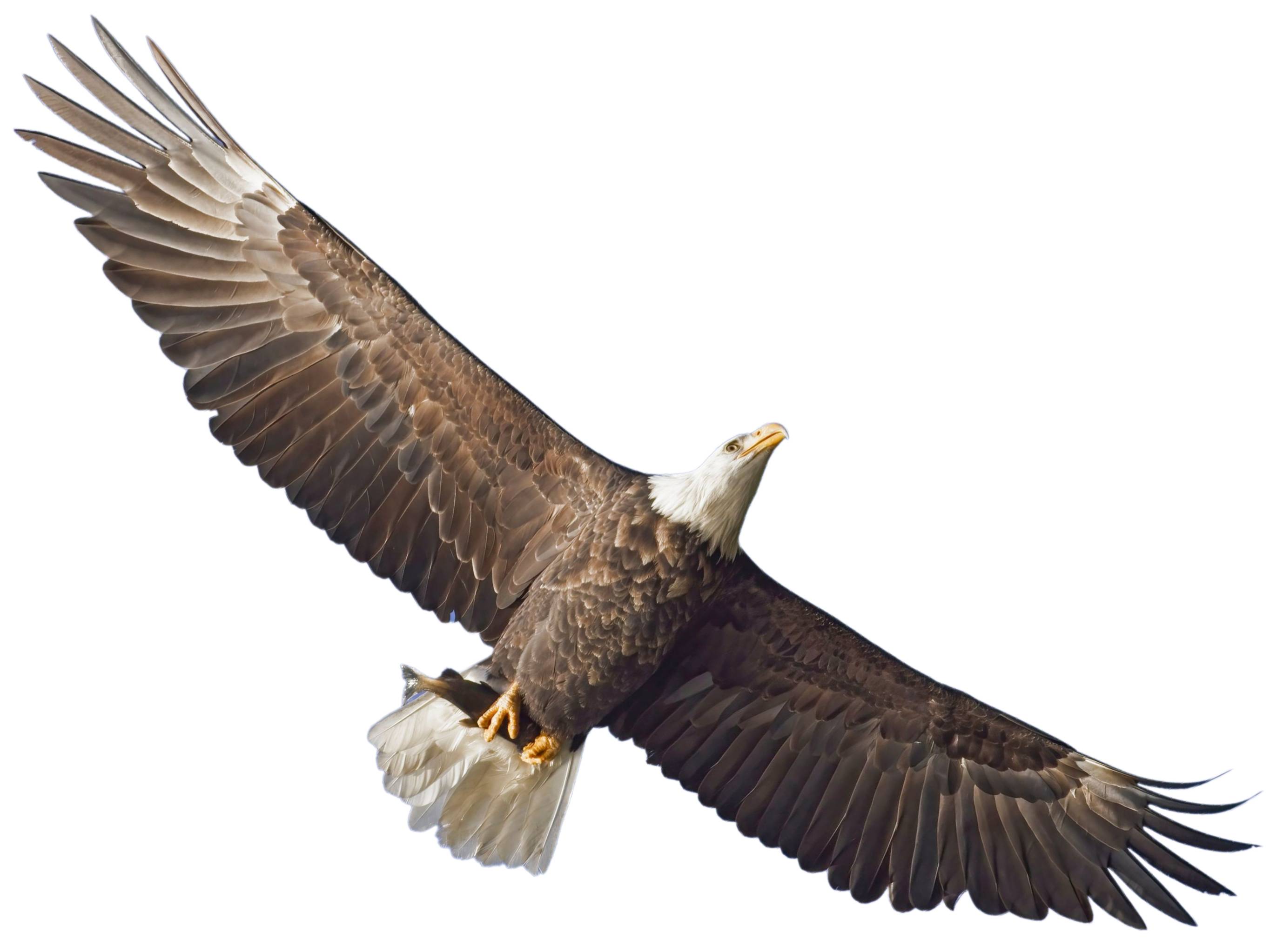Bald Eagle (Haliaeetus leucocephalus) identification - Birda