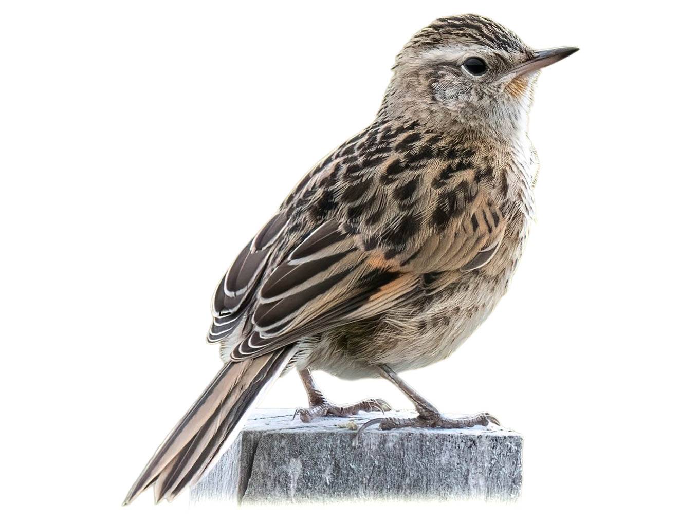 Austral Canastero (Asthenes anthoides) identification - Birda