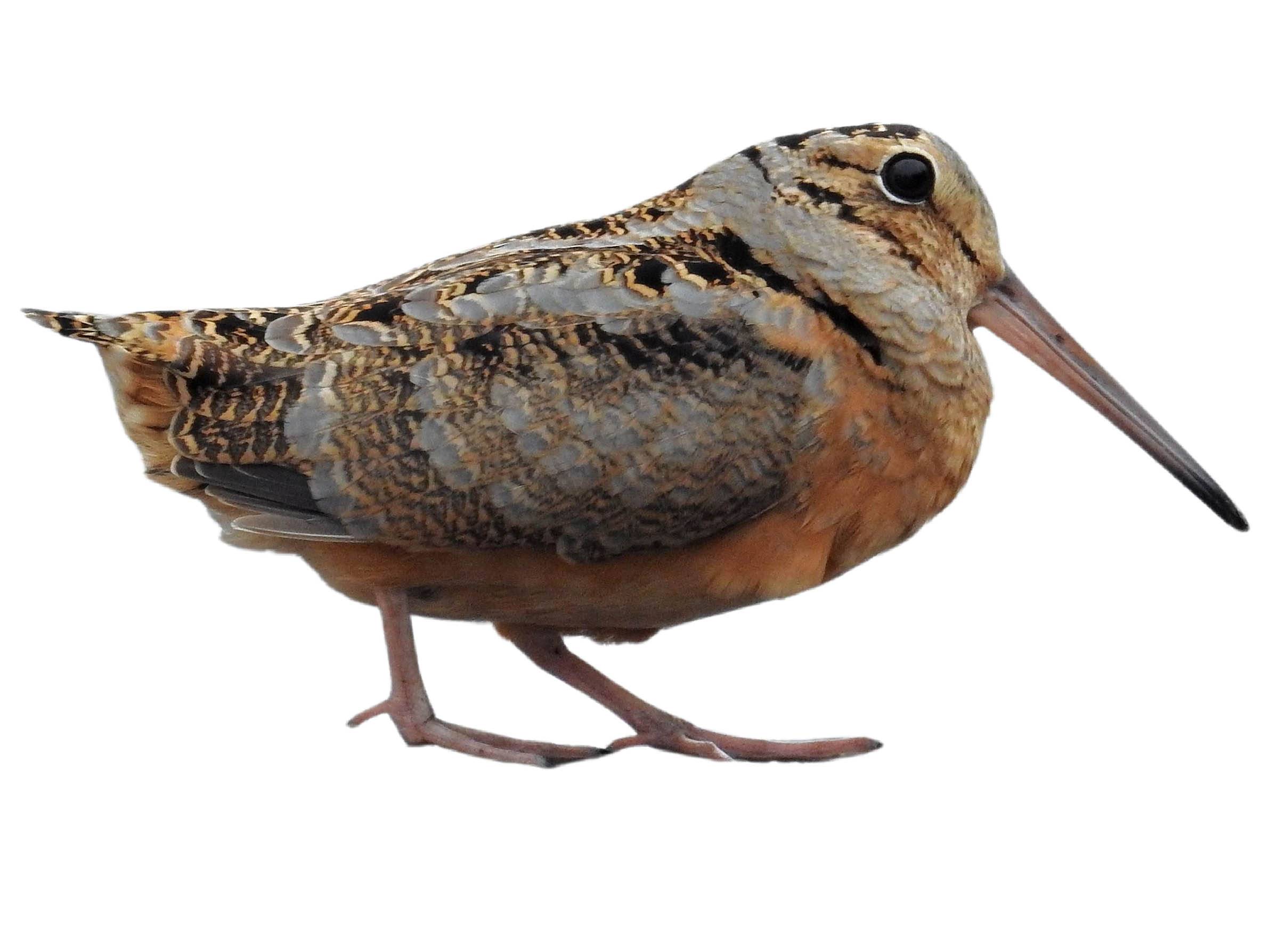 American Woodcock (Scolopax minor) identification - Birda