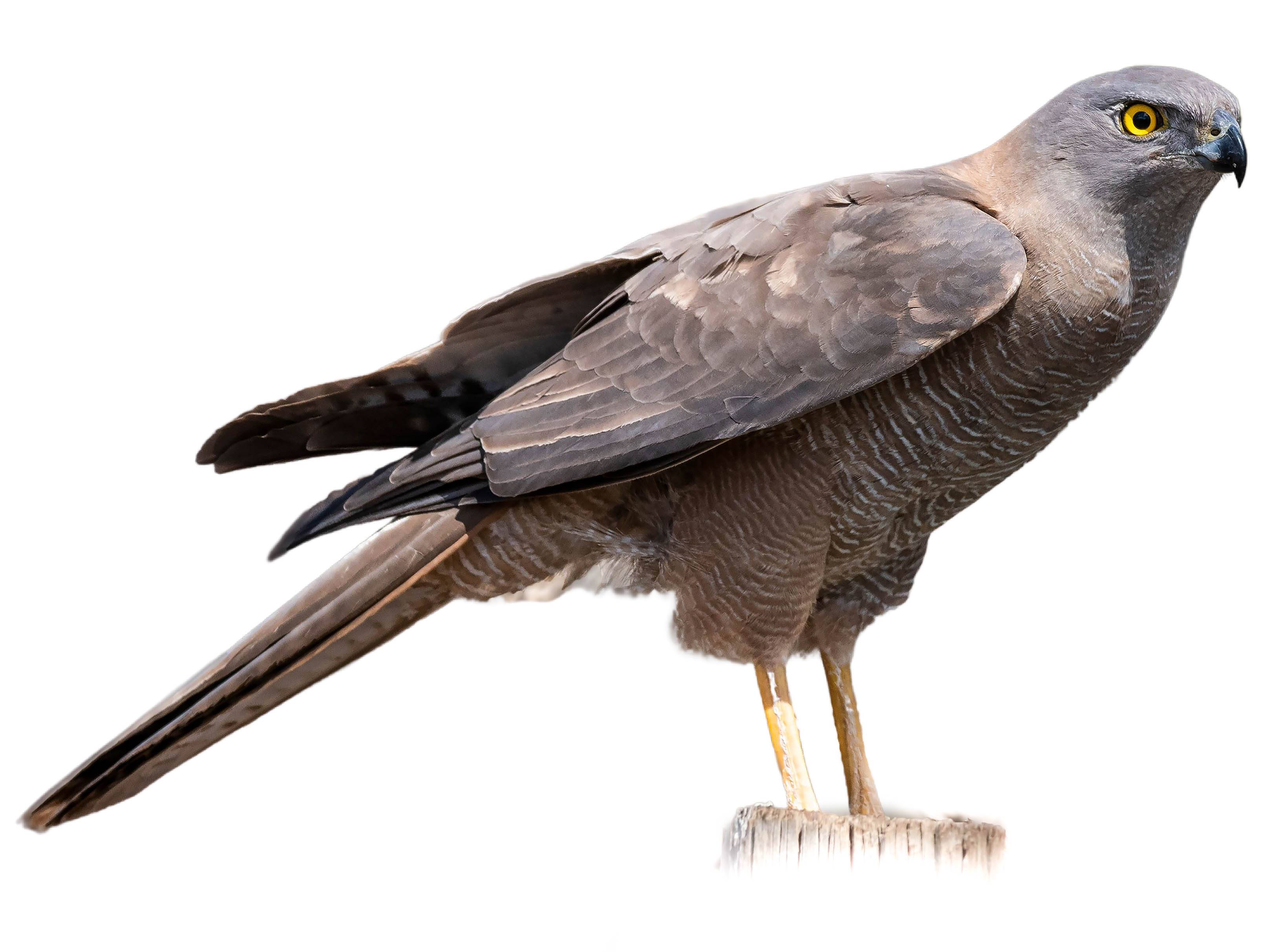 Collared Sparrowhawk (Accipiter cirrocephalus) identification - Birda