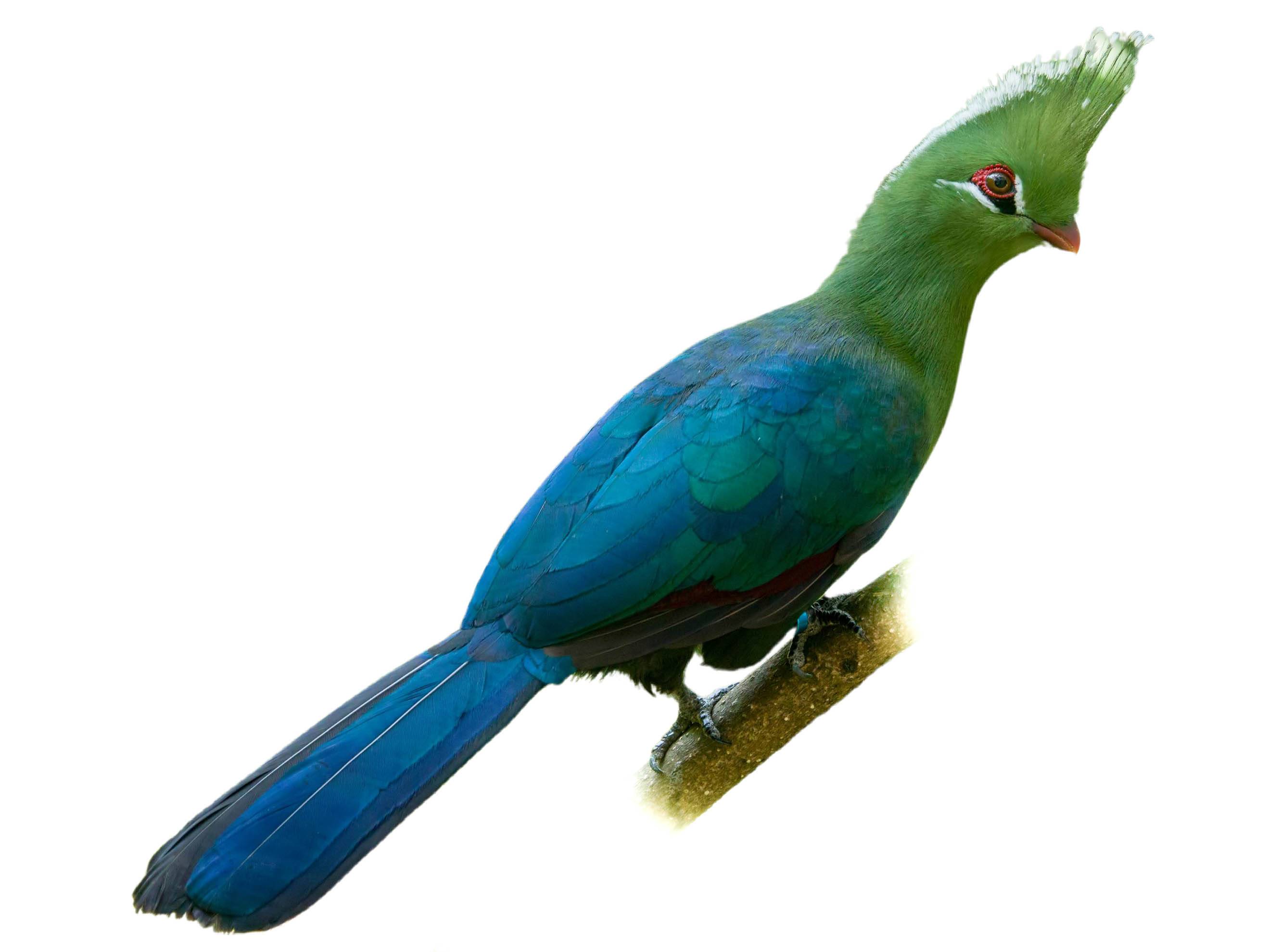 Livingstone's Turaco (Tauraco livingstonii) identification - Birda