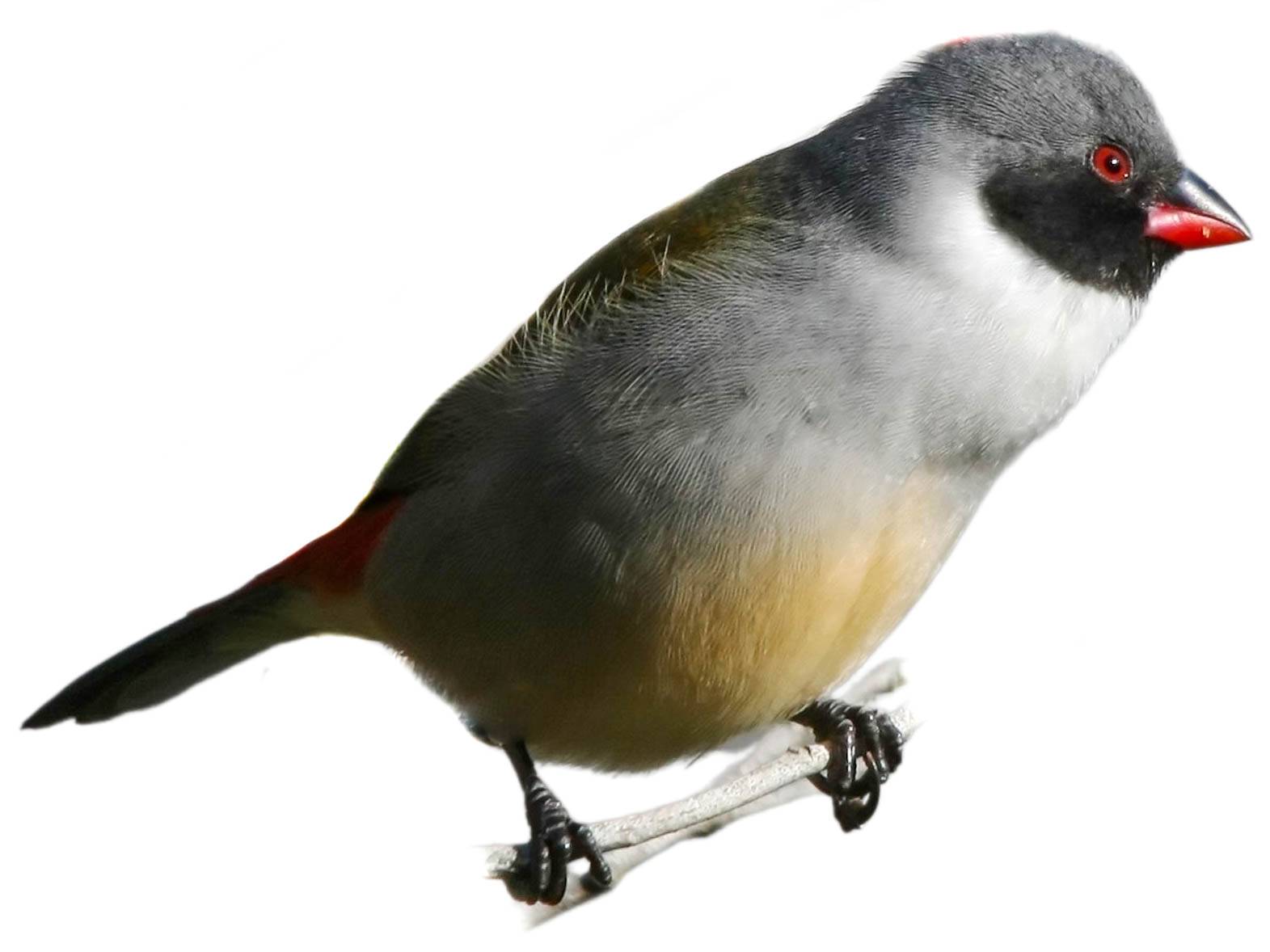 Swee Waxbill (Coccopygia melanotis) identification - Birda